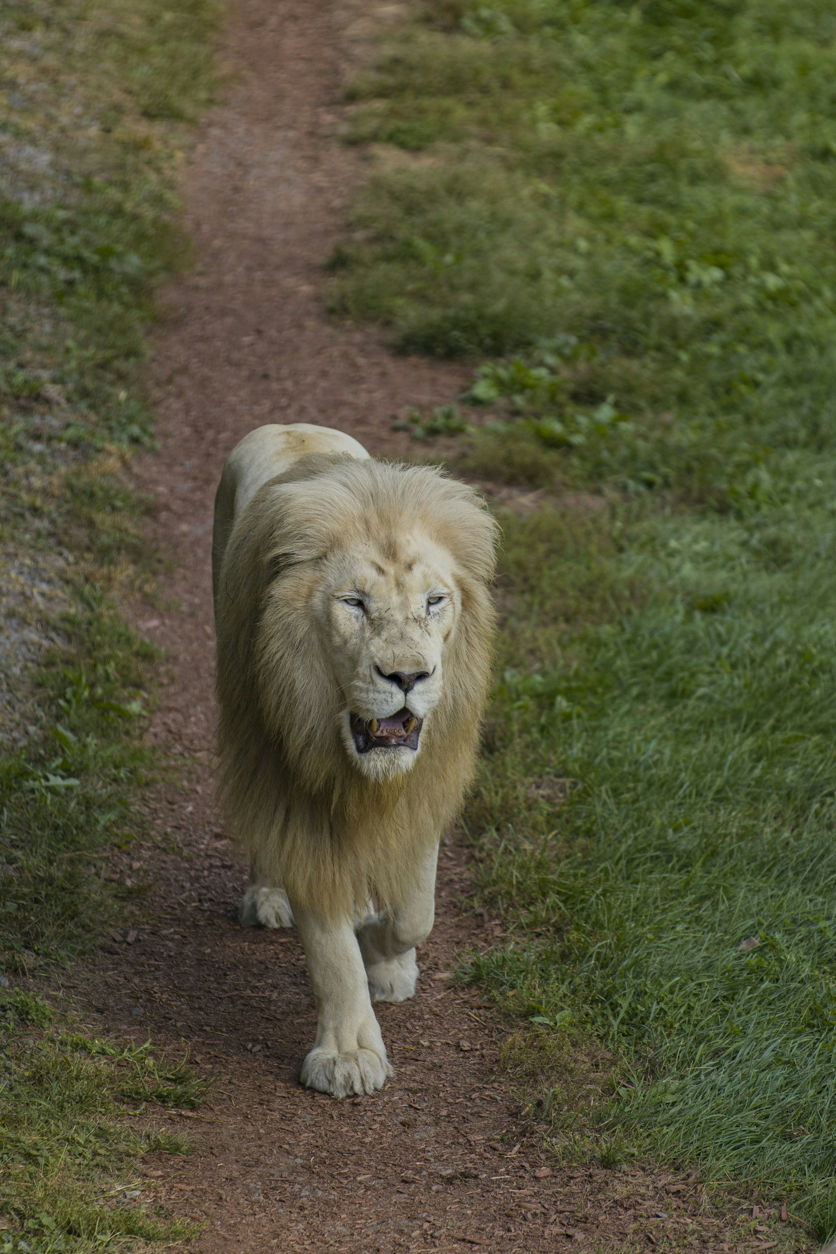 Regal stride on a sunlit trail: the lion on its path