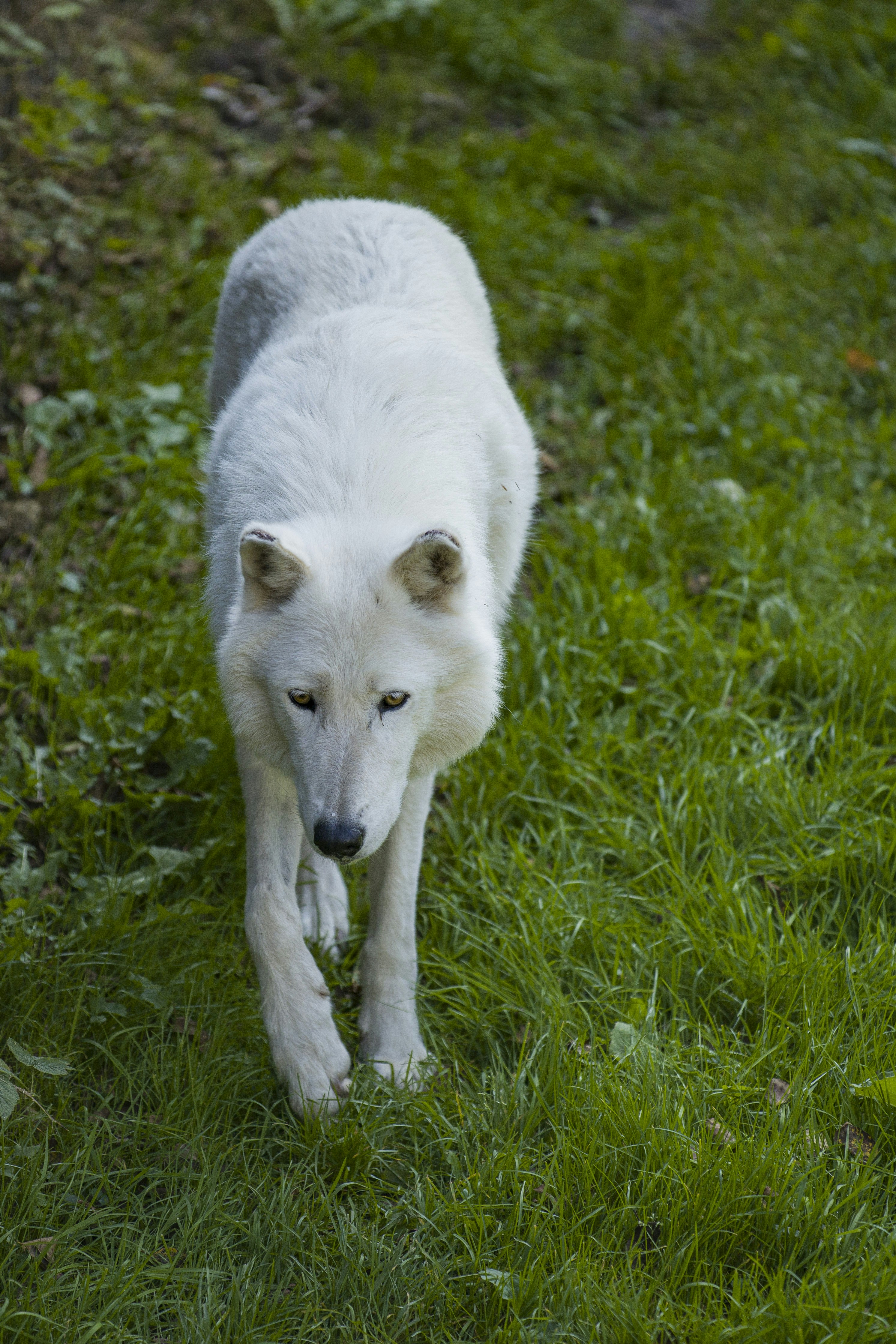 White Wolf in Green Meadow: A Quiet Stroll Under Dappled Light
