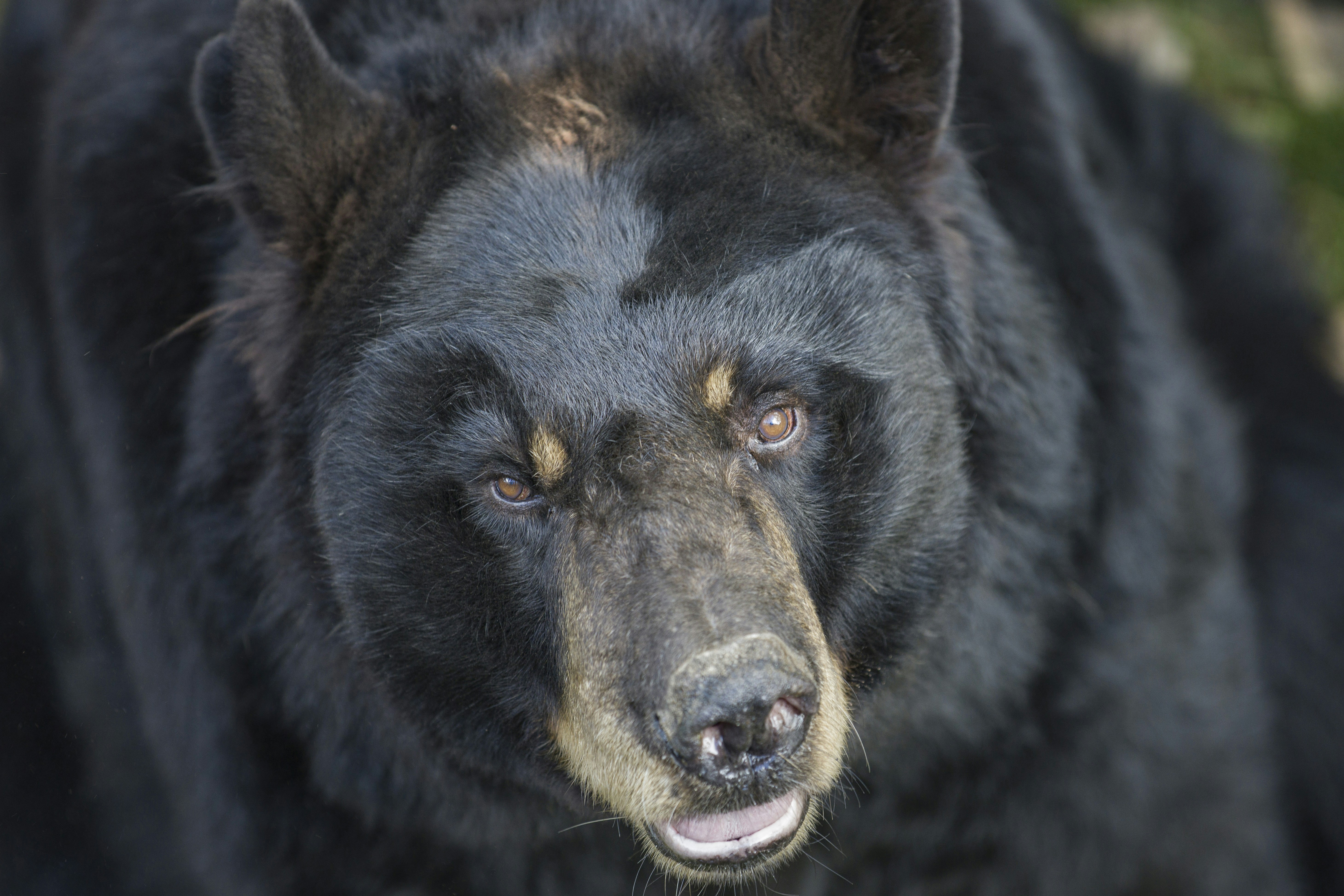 Close-Up of a Black Bear with Aged Facial Markings and Wet Snout