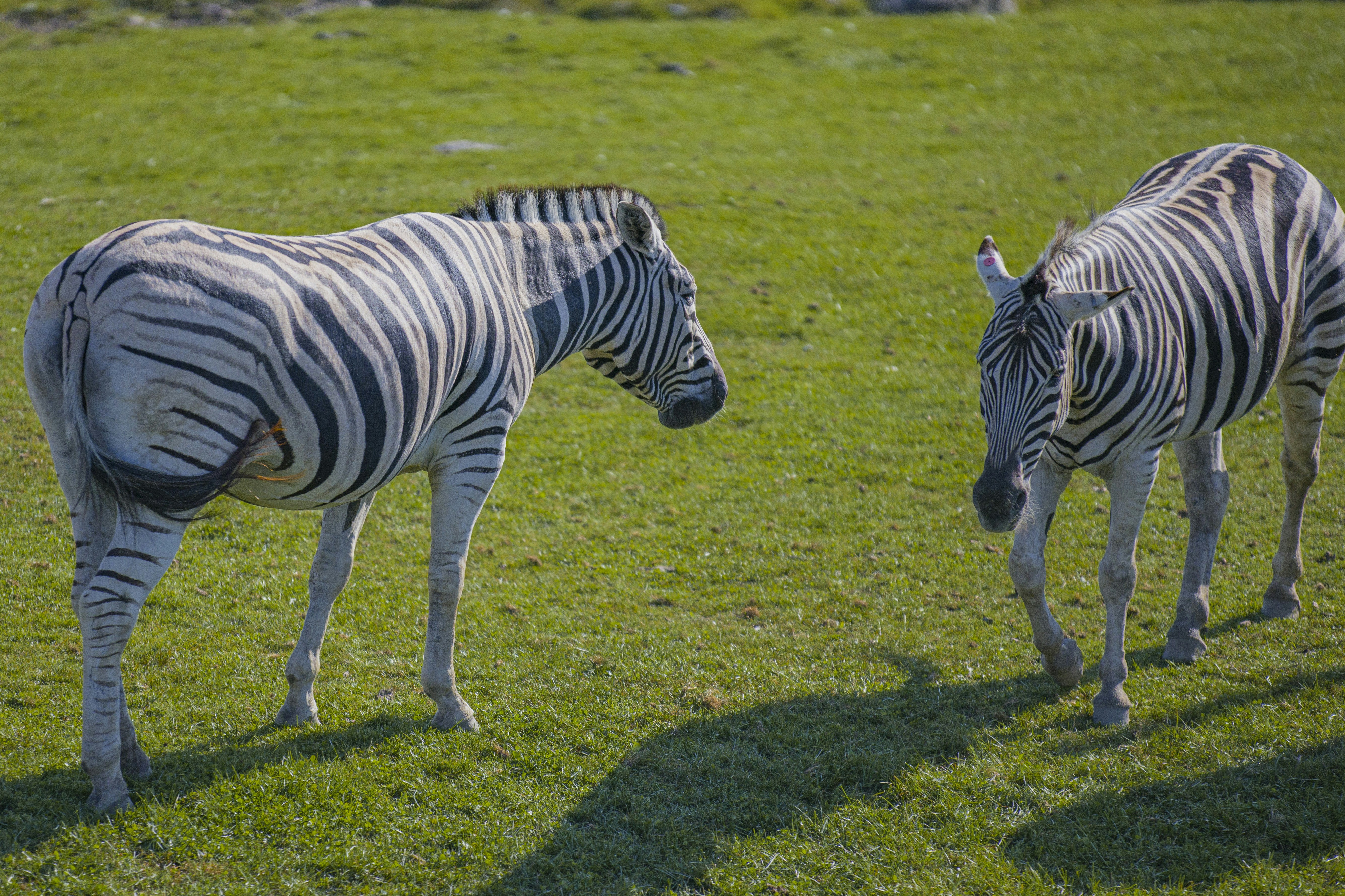 Photo by Andrei Costin with Canon EOS R