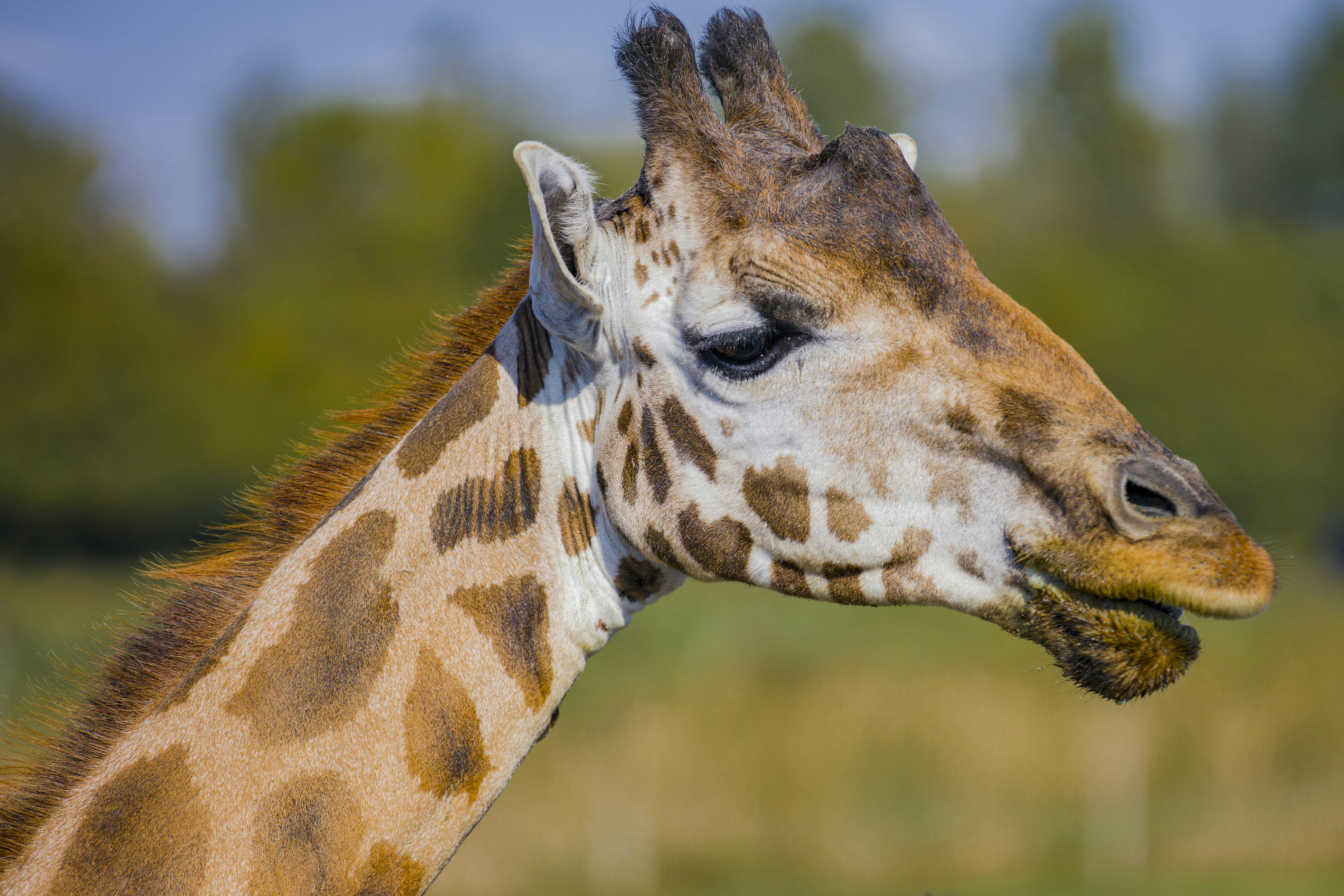 Giraffe Portrait: Quiet Gaze Against the Savannah