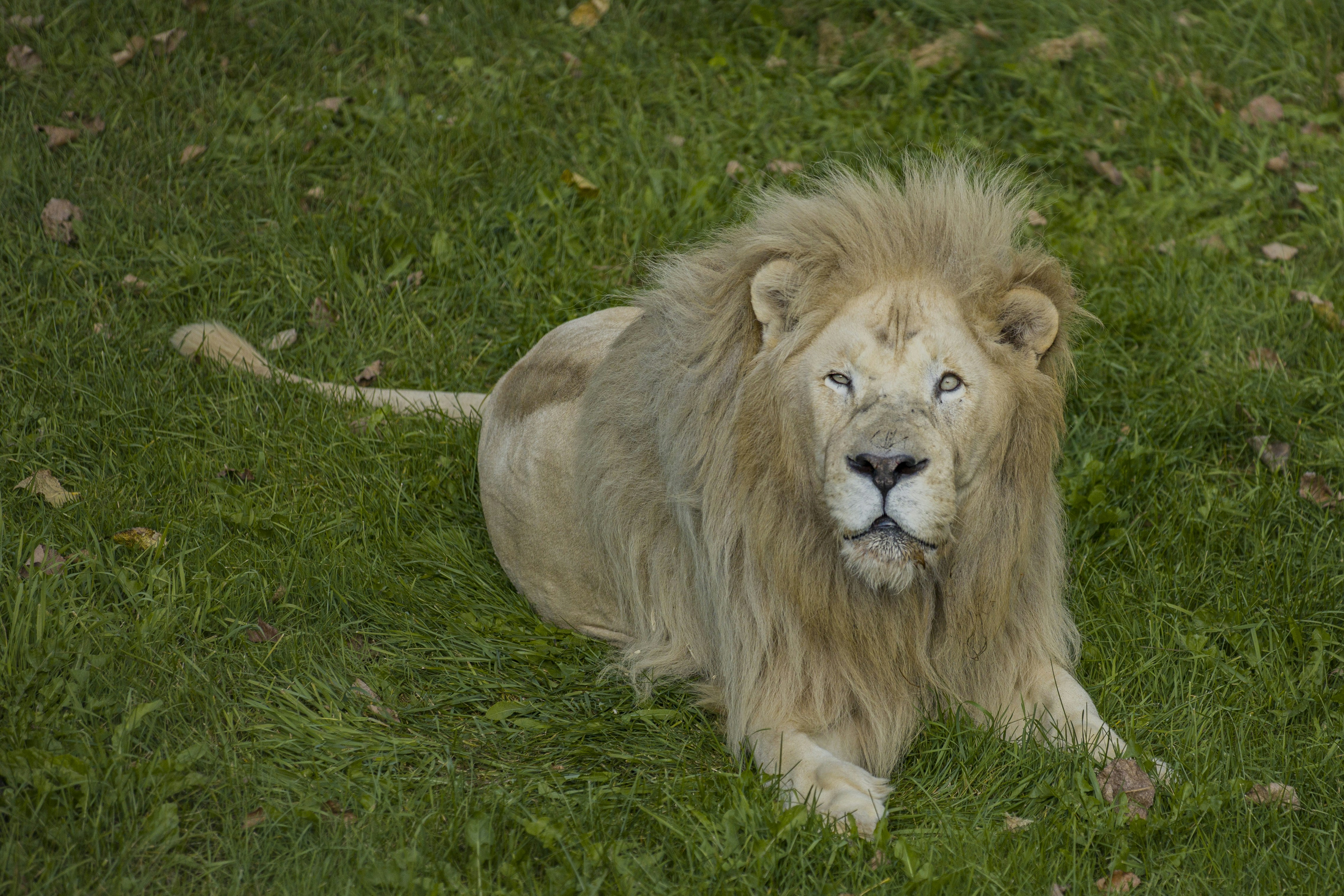 Majestic Rest in the Grass: A Serenely Focused Portrait of a Lion