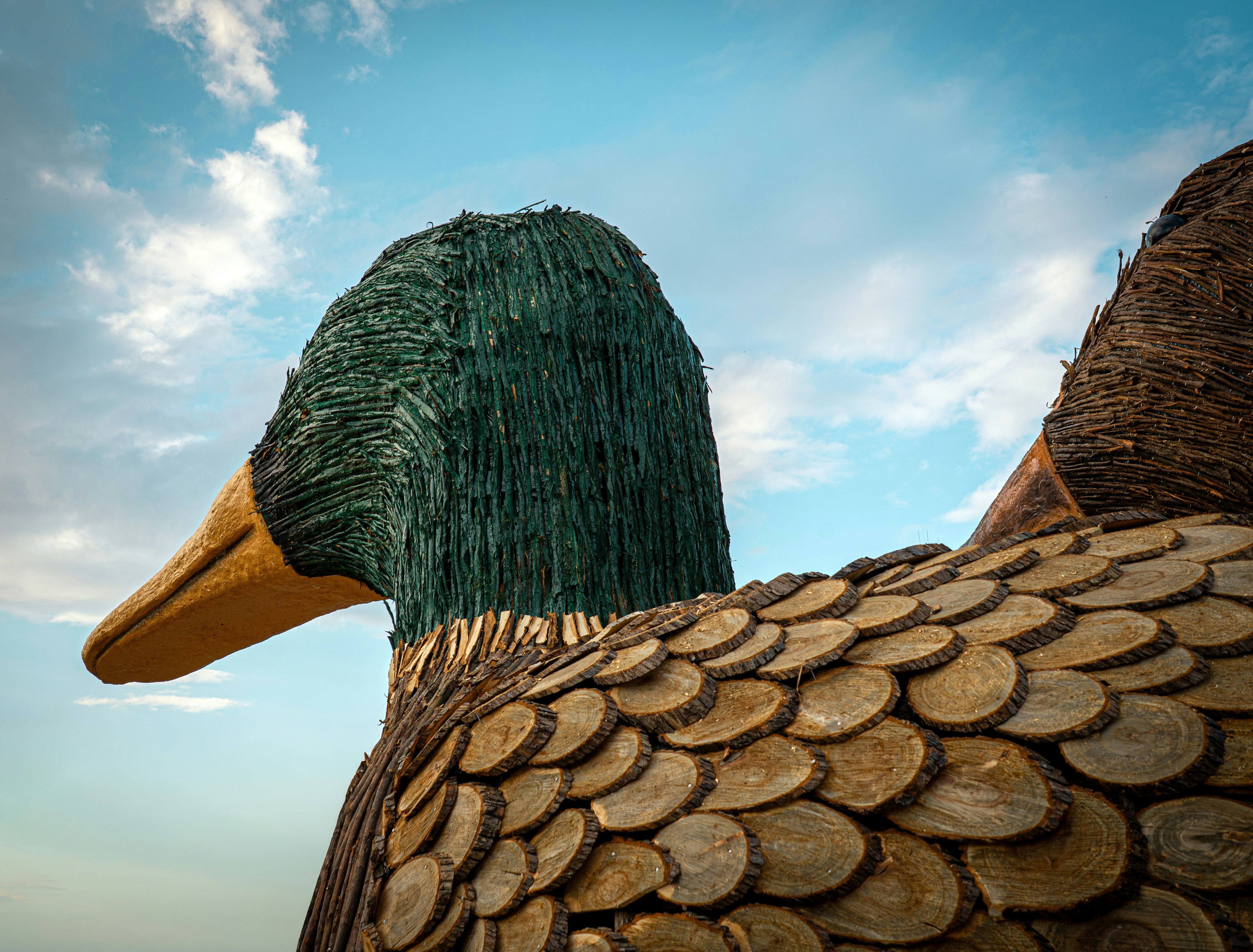 Blood, Sweat and Bonfires—Christmas Mallard pre burn. Garyville, LA.