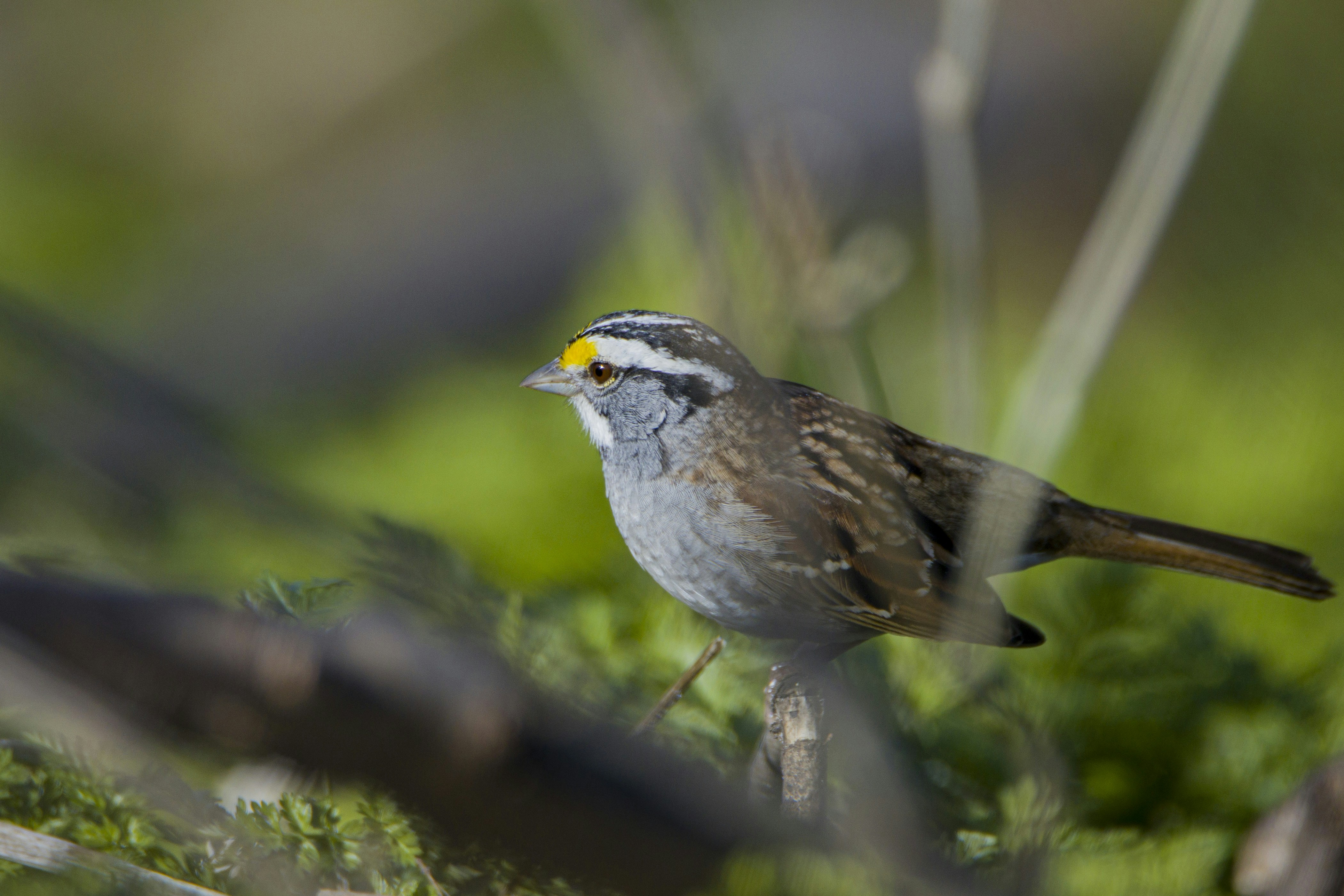Hidden Perch: A Dainty Wren Among Moss and Blur