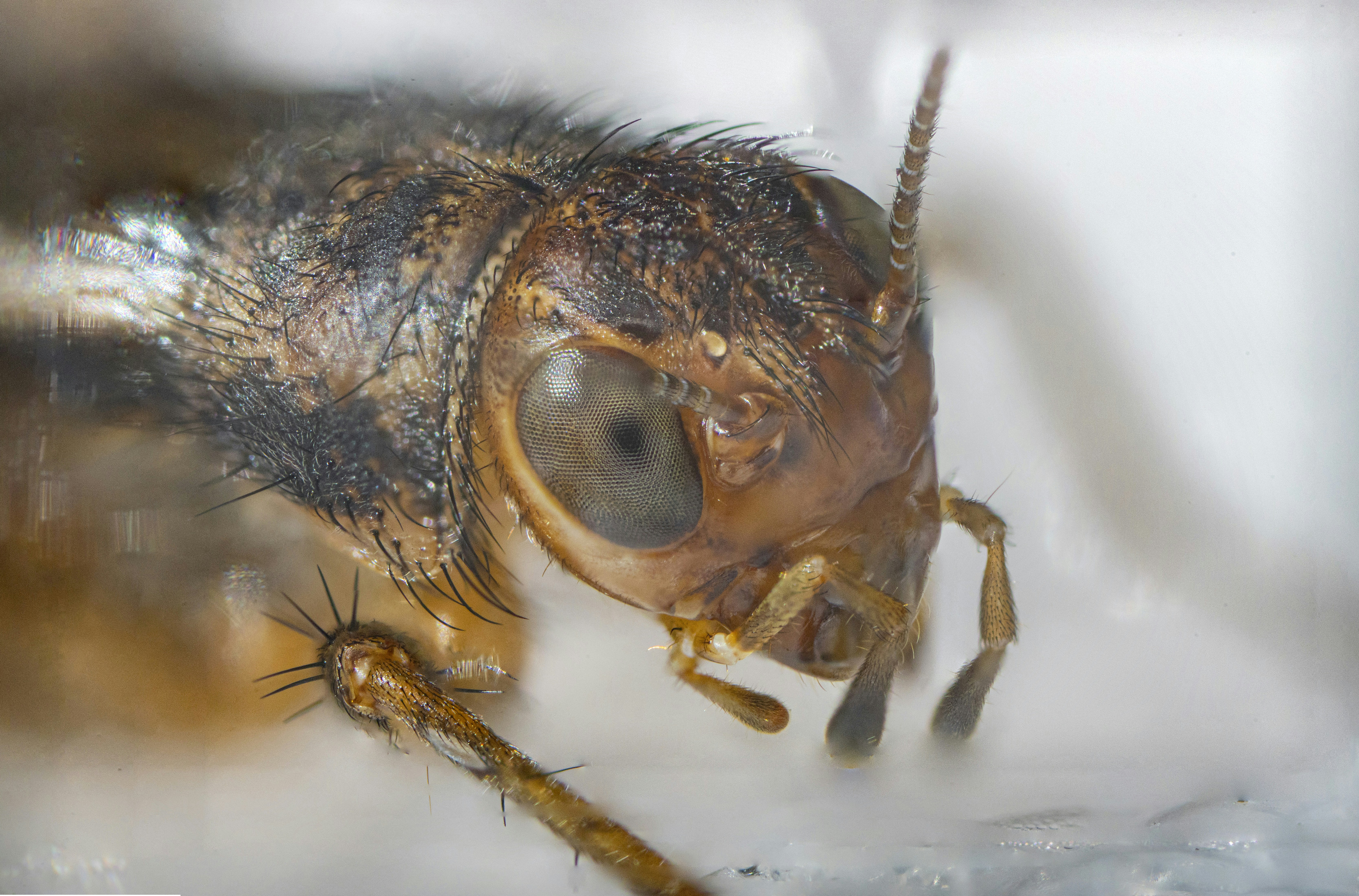 Macro Portrait of a Bee's Eye: Detail in Buried Fuzz and Antennae