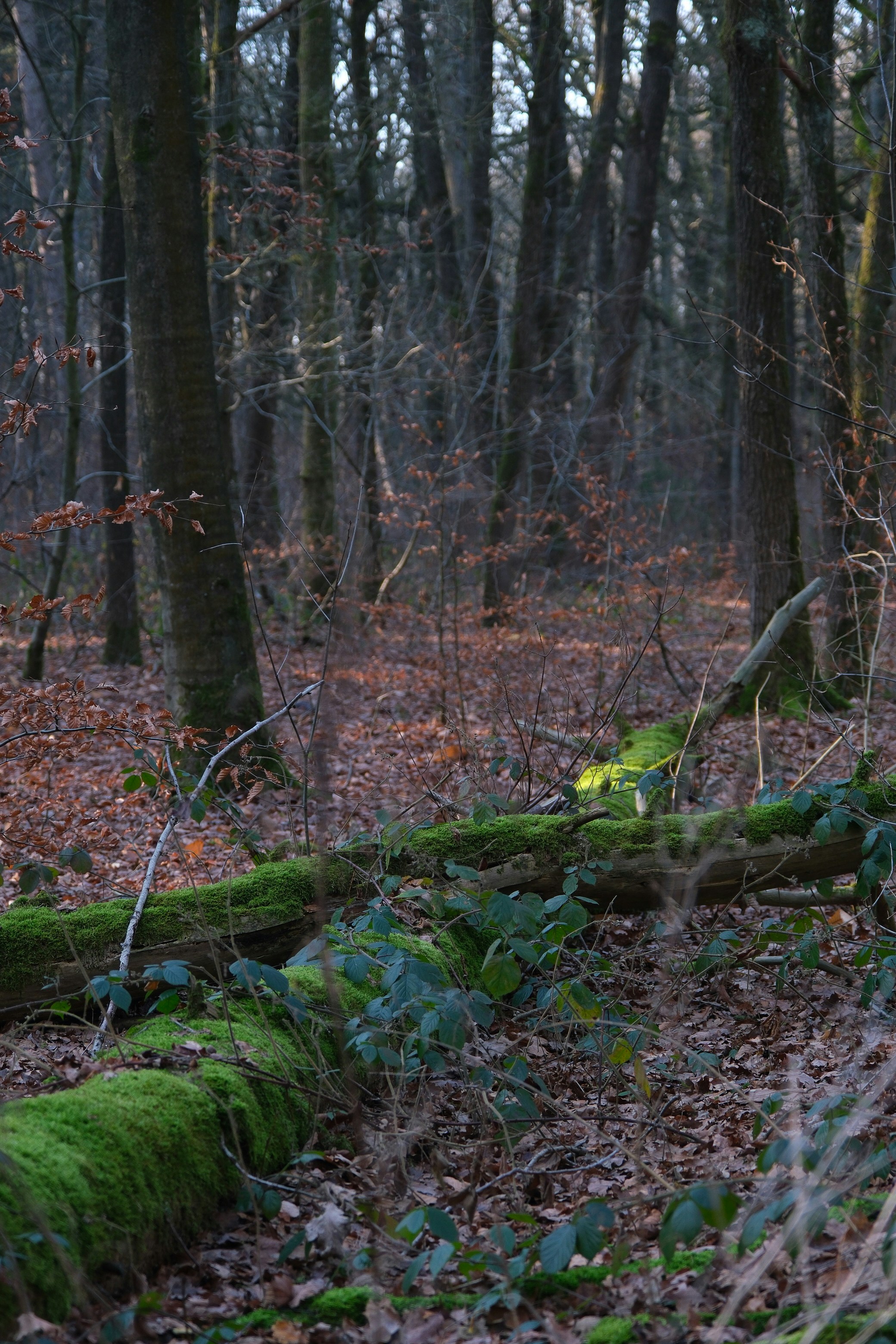Moss-Cailed Forest Floor: Fallen Trunk and Lantern of Green