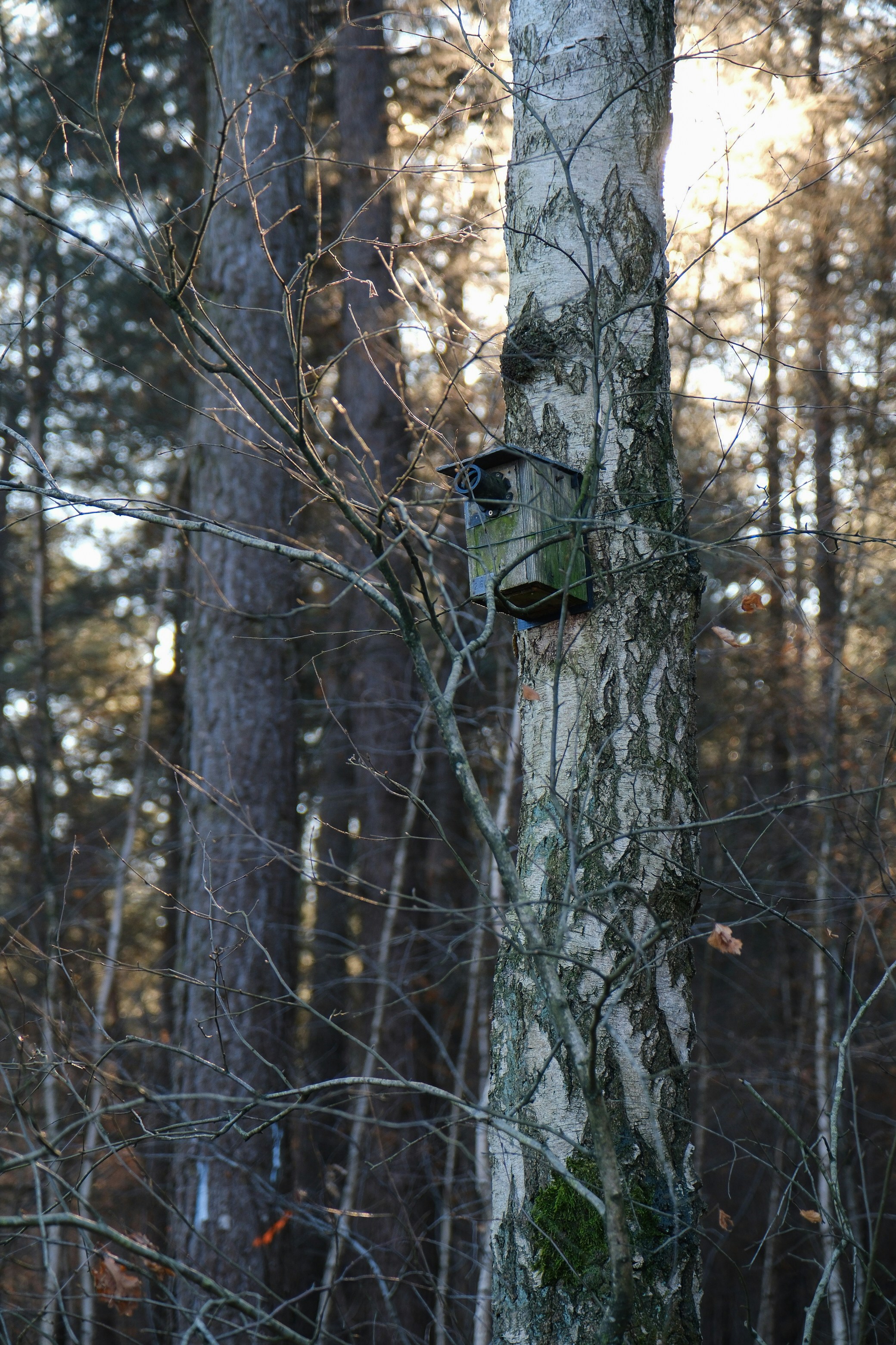 Birdhouse in the Birch: a Quiet Moment in the Winter Forest