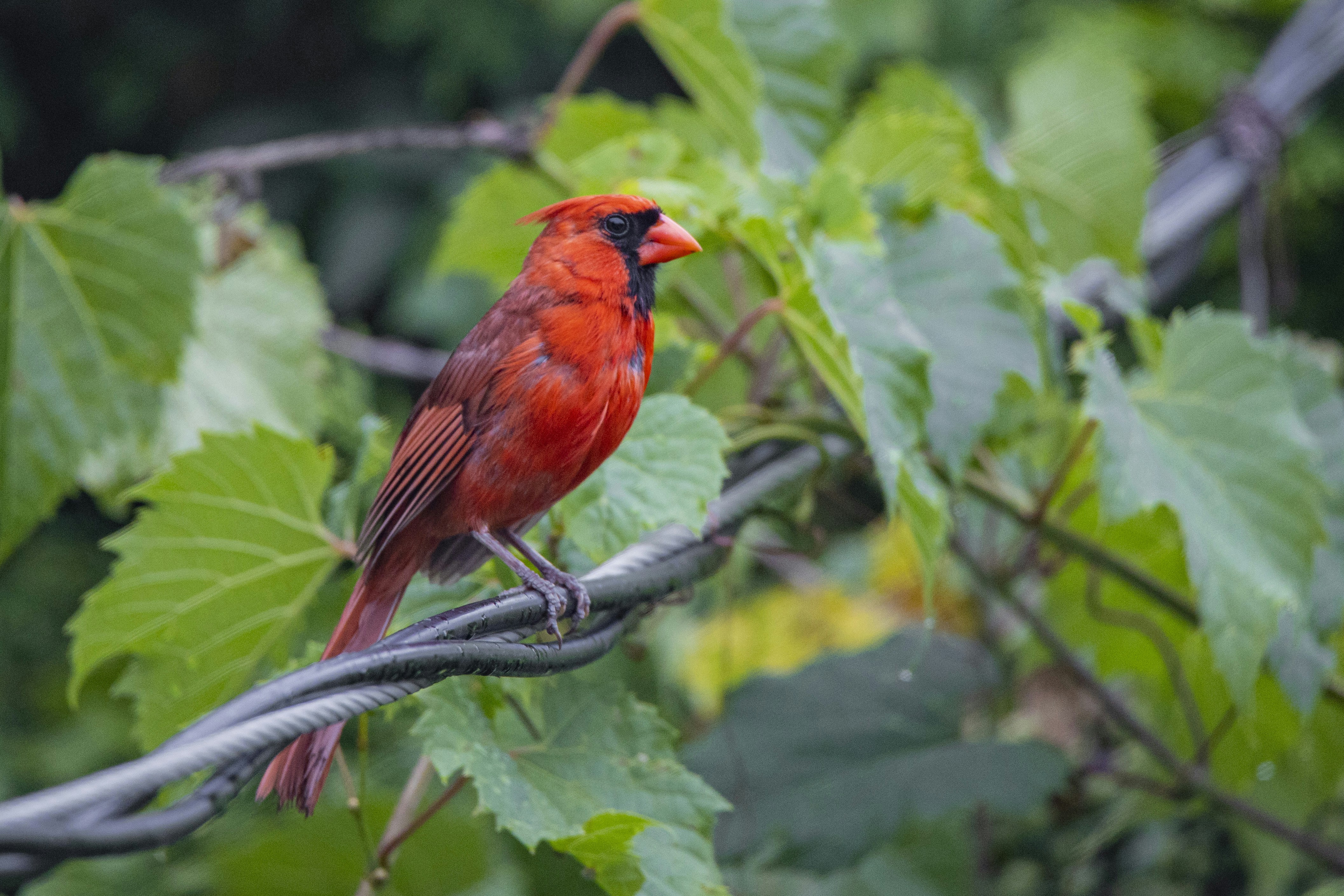 Scarlet Cardinal Perched on a Vine-Tilted Wire