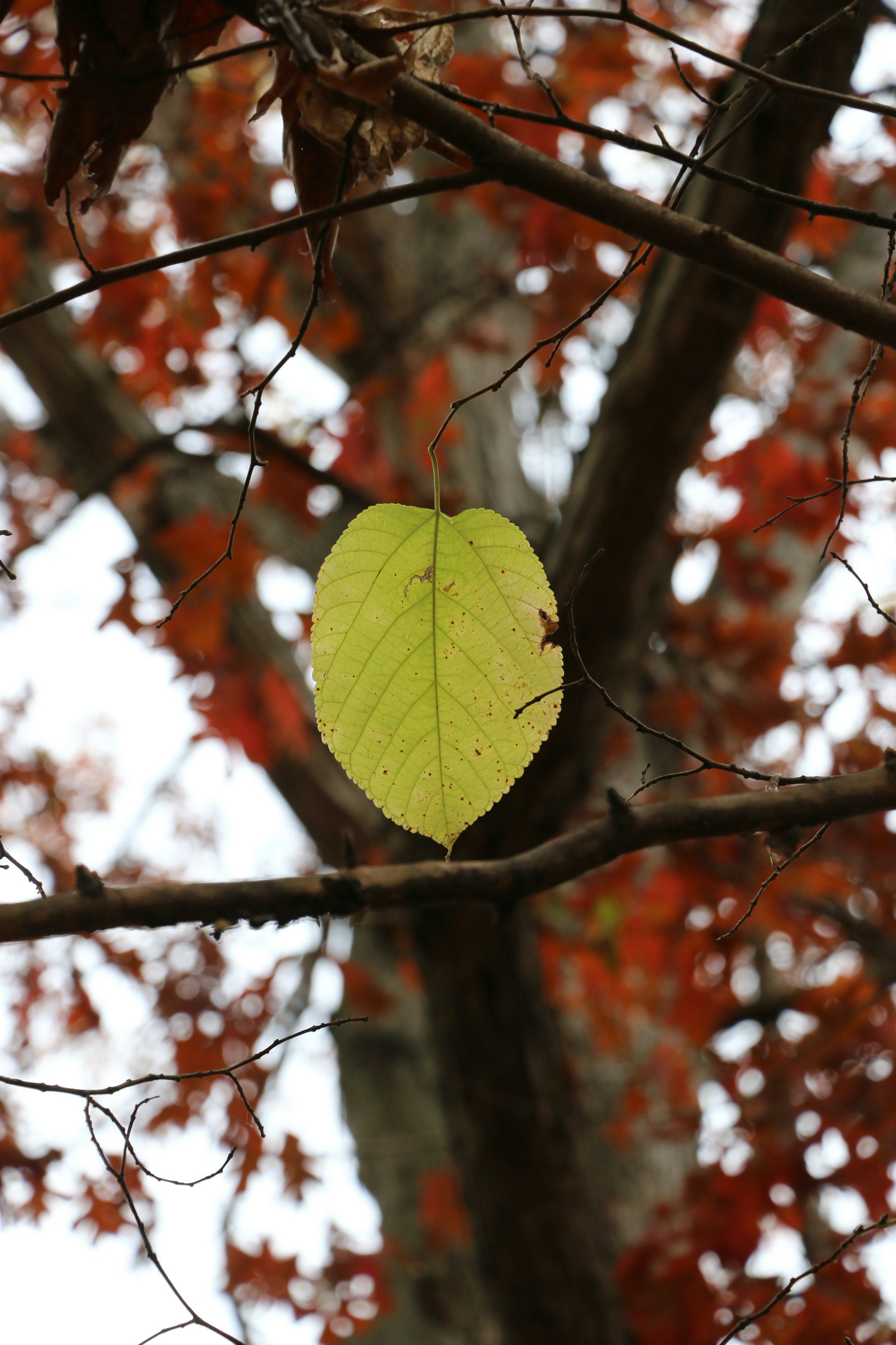 Single Luminous Leaf Adrift on Autumn Veil