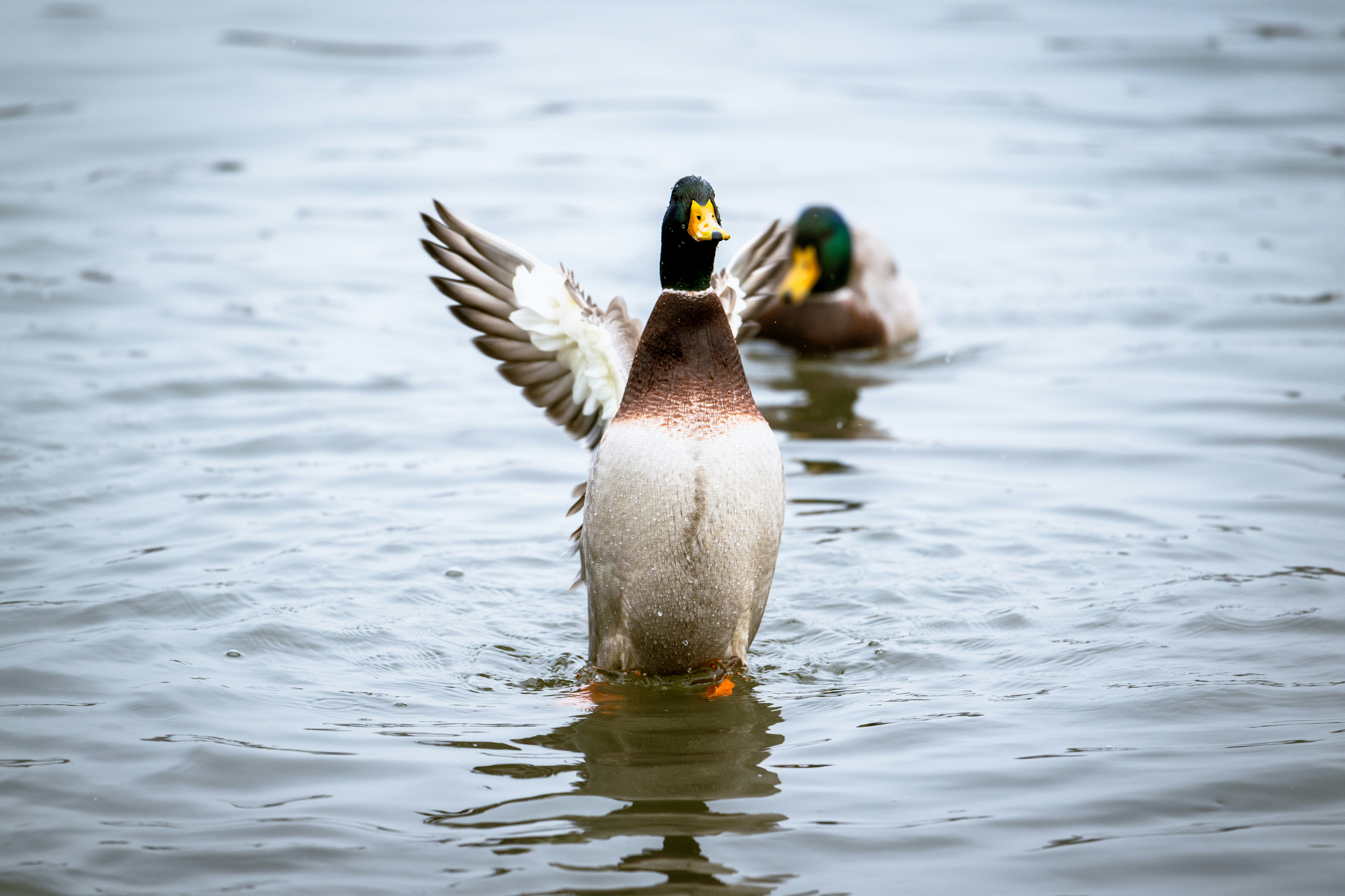 Winged Pause: A Mallard Brooding at the Water’s Edge