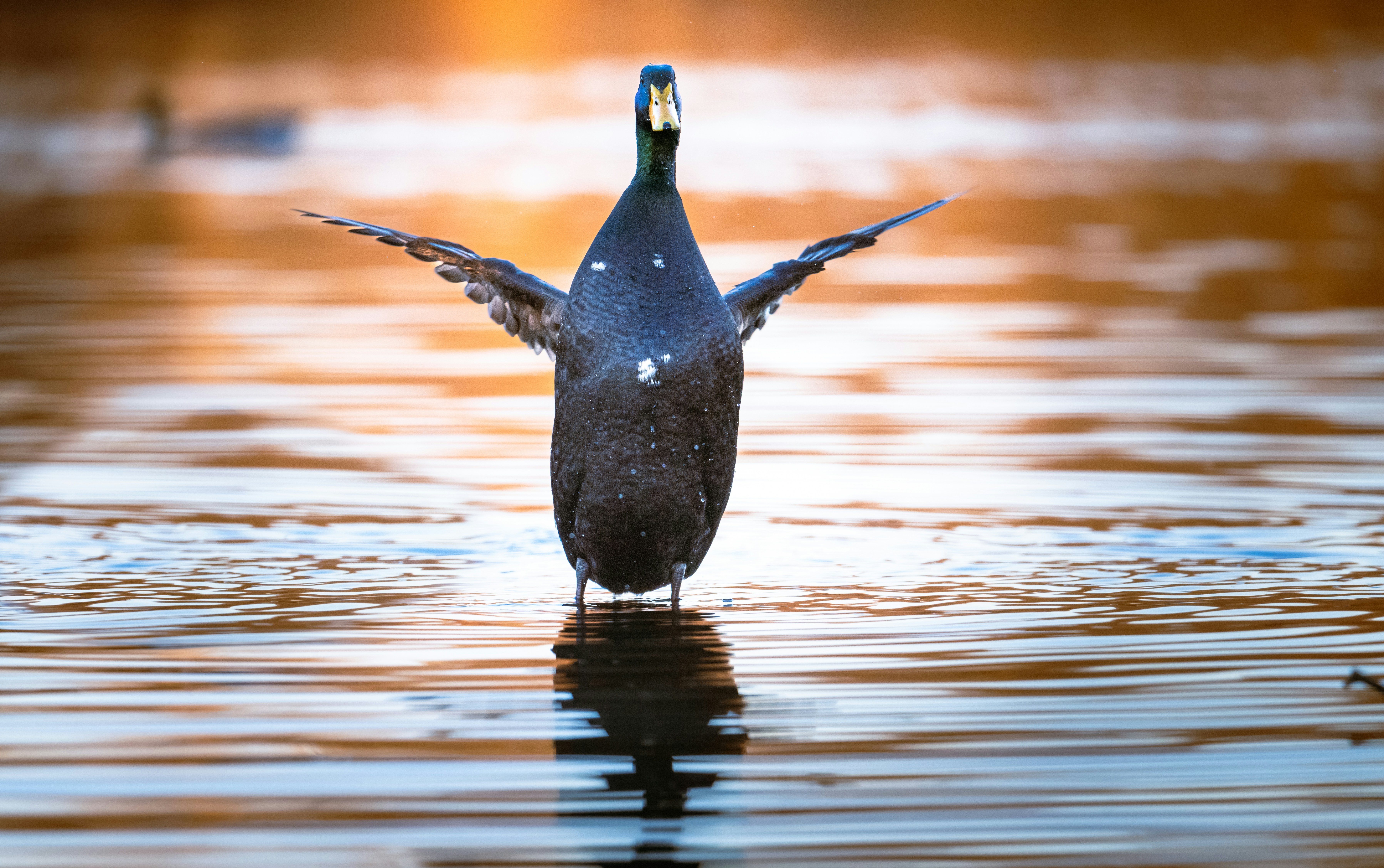 Photo by Hansjörg Rath with Nikon Z8
