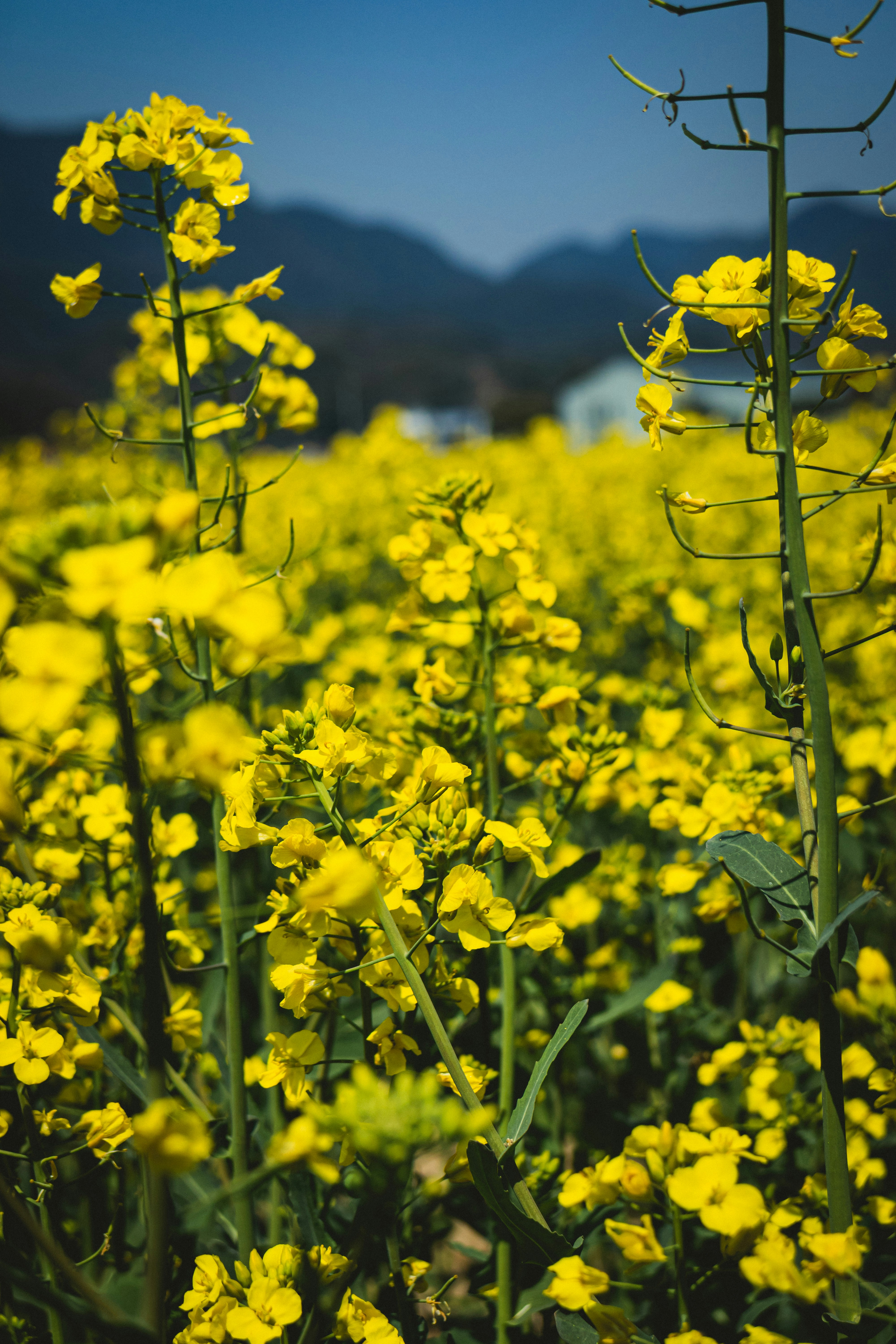Golden Canopy: A Sea of Mustard Under a Clear Sky
