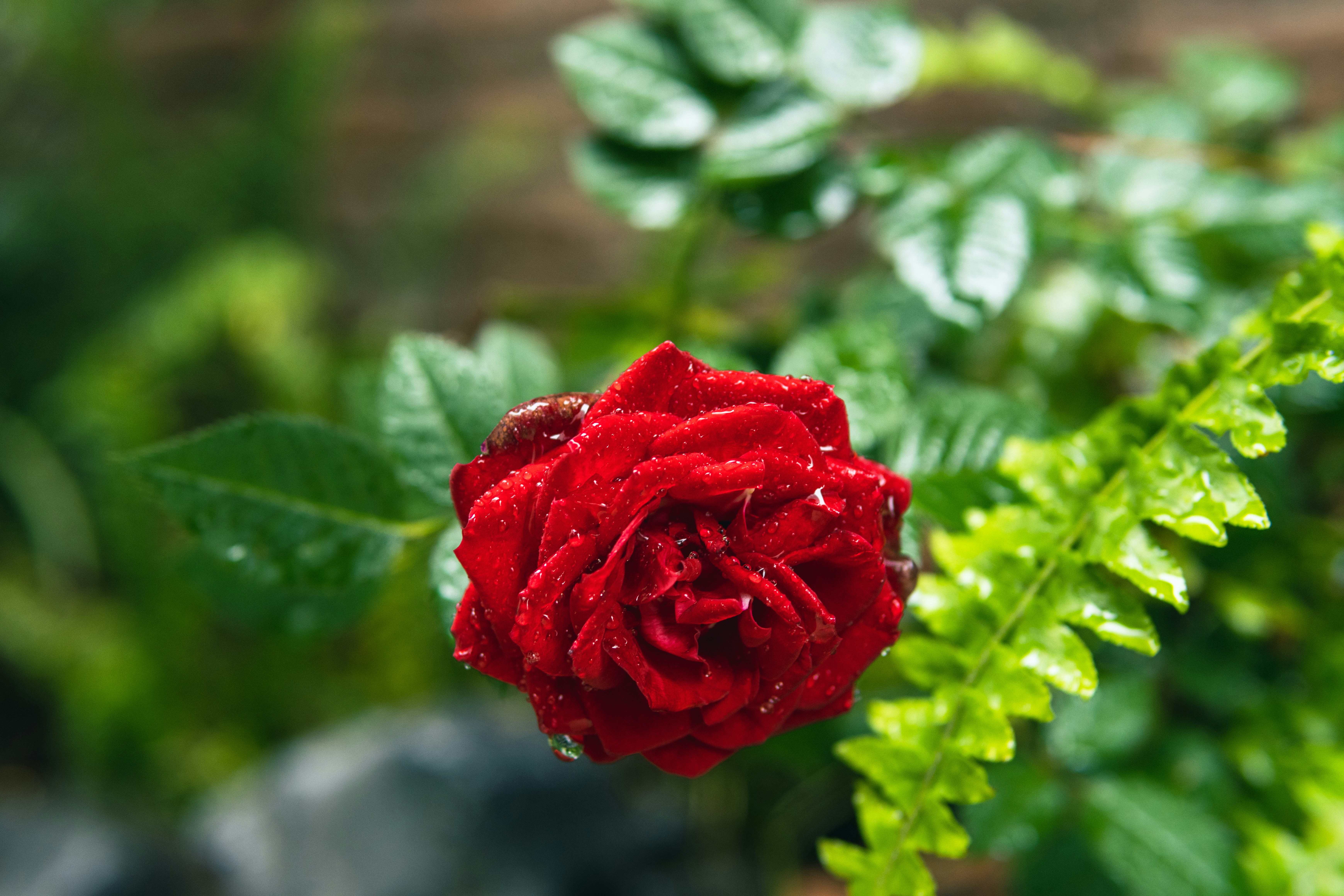 Crimson Bloom Under Morning Dew