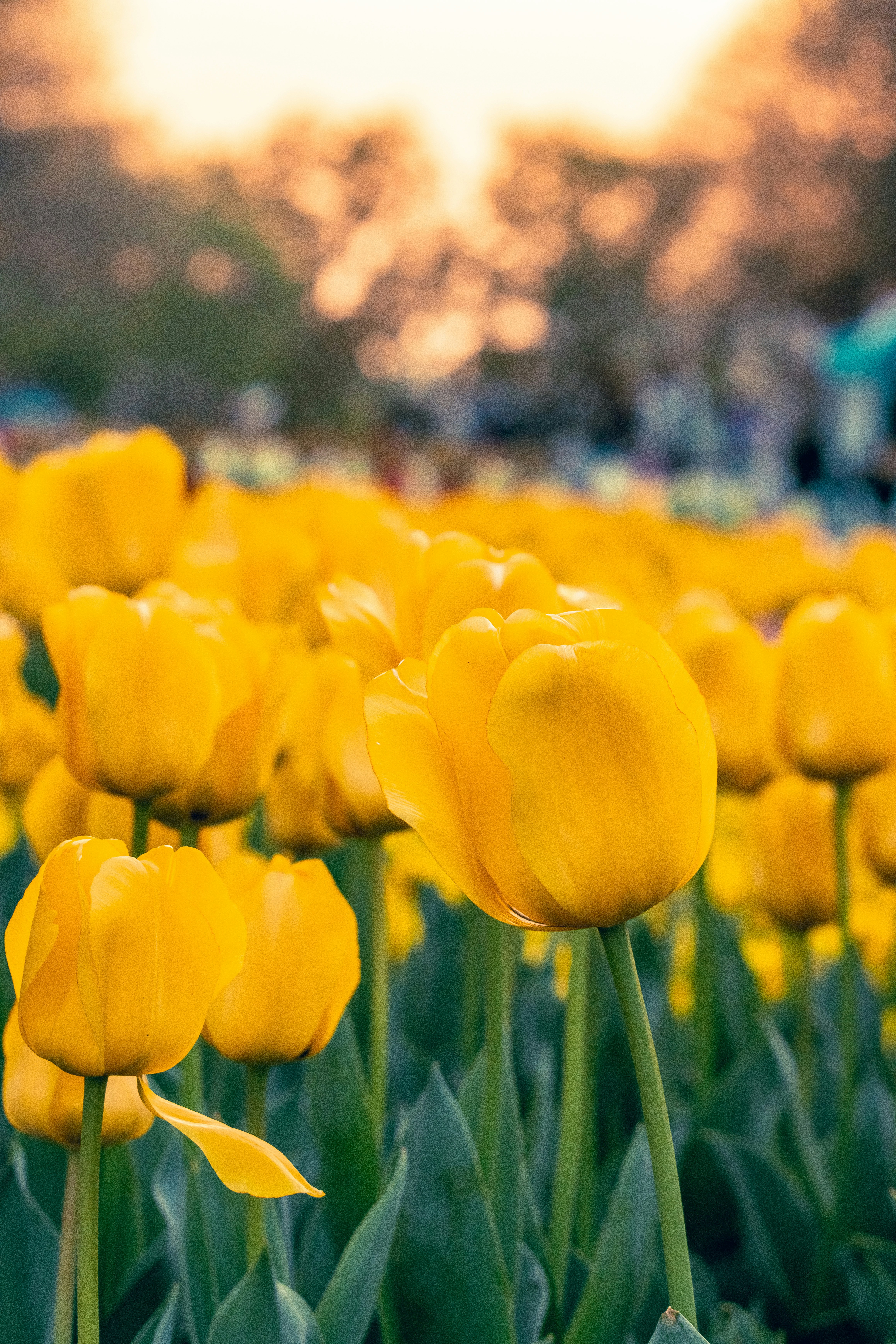 Golden Tulip Line: A Sea of Yellow in Soft Sunset Light