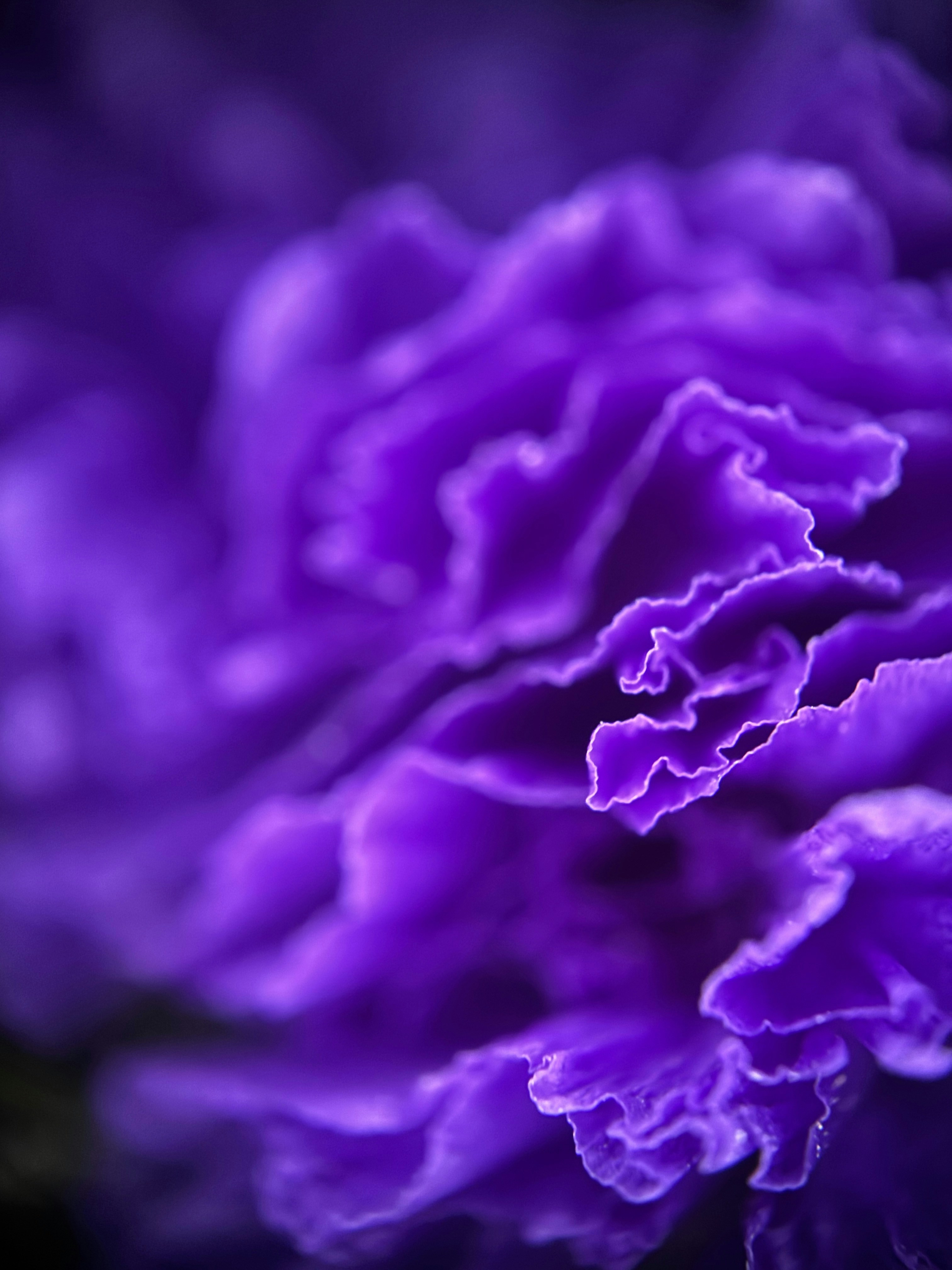 Floral petals macro capture