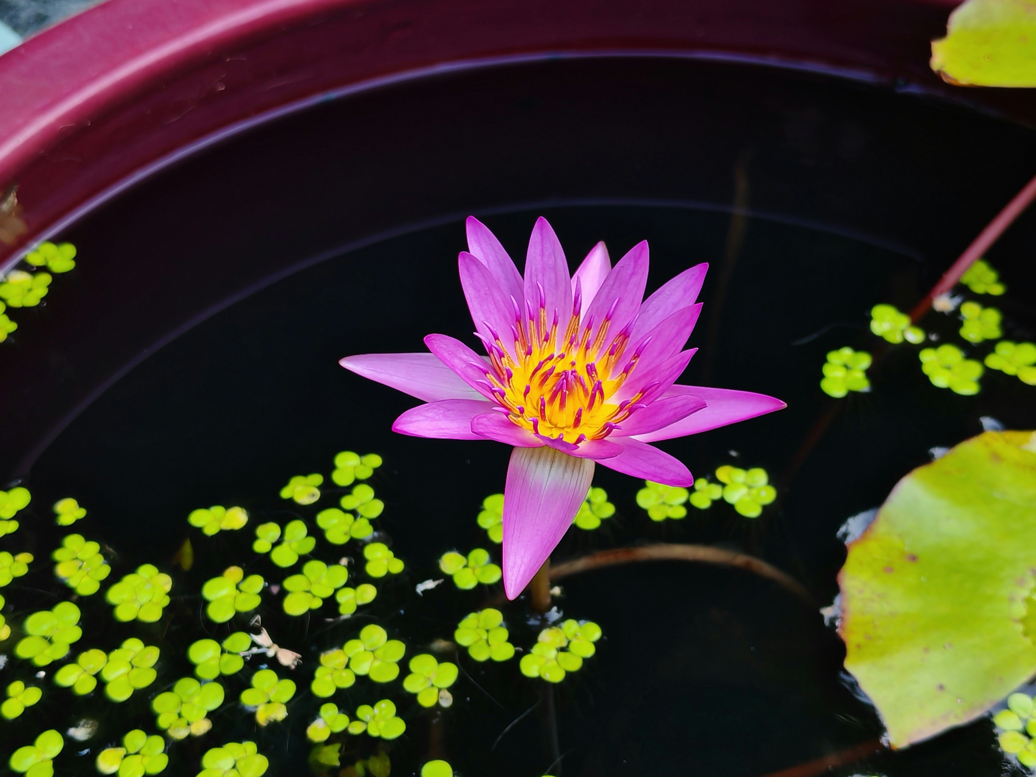 Water Lily (Nymphaea spp.)：睡莲，睡莲科多年生水生植物，常生于池塘或湖泊，花色多为白、粉、黄或蓝，花朵清雅，昼开夜合，象征纯洁与宁静。Water lily, a perennial aquatic plant in the Nymphaeaceae family, usually found in ponds or lakes, with blossoms in white, pink, yellow, or blue, elegant flowers that open by day and close at night, symbolizing purity and tranquility.