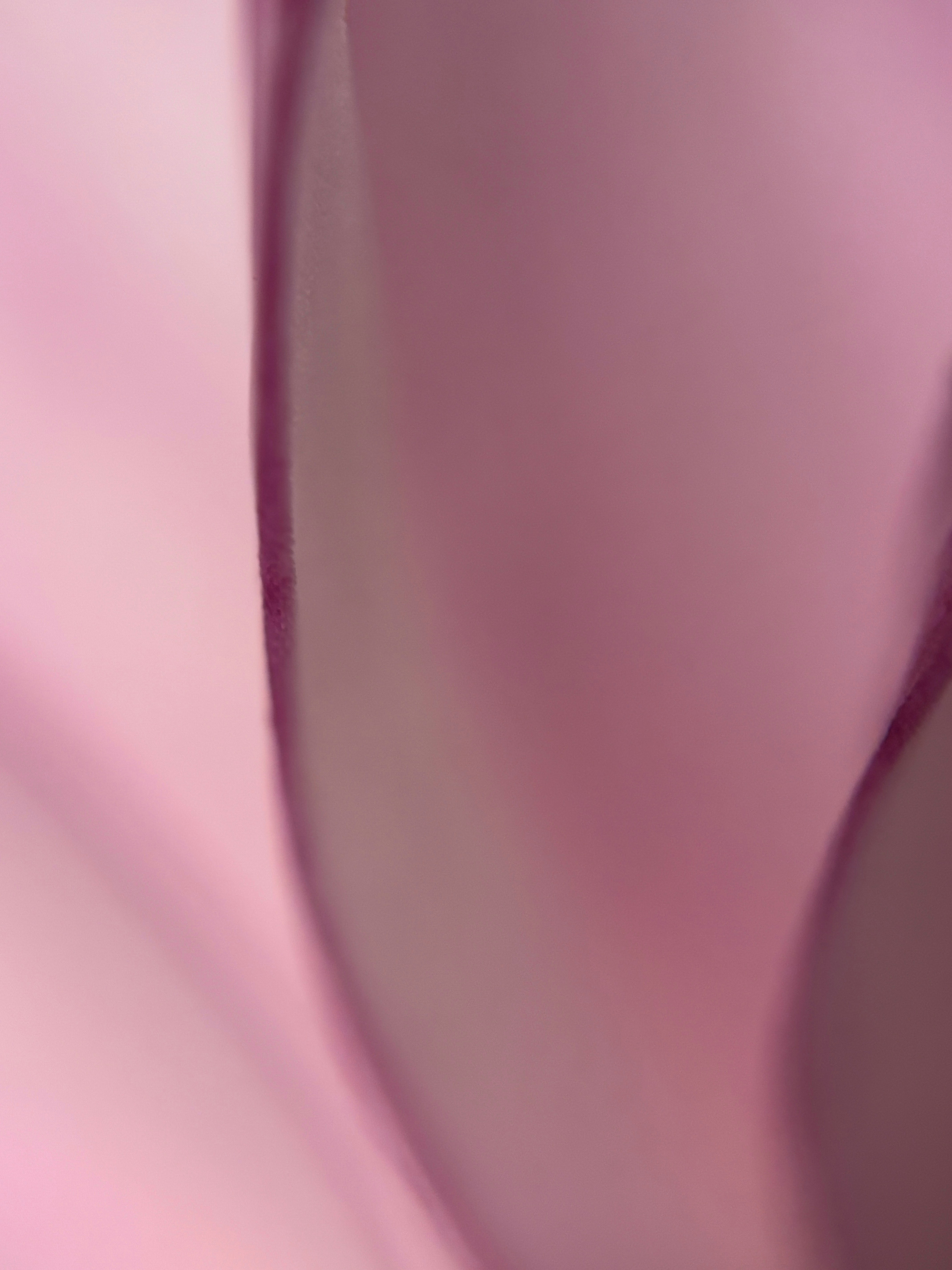 Floral petal soft blend, macro capture