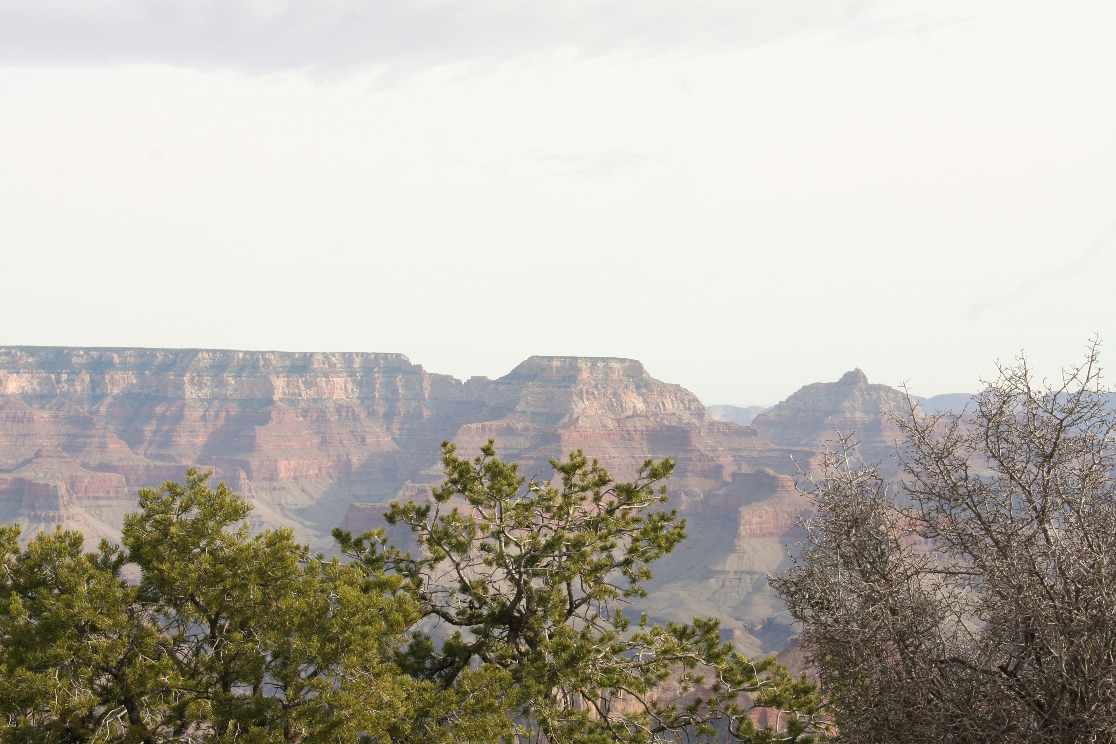 Grand Vista Overlook: Canyon Layers Meet Tree Line