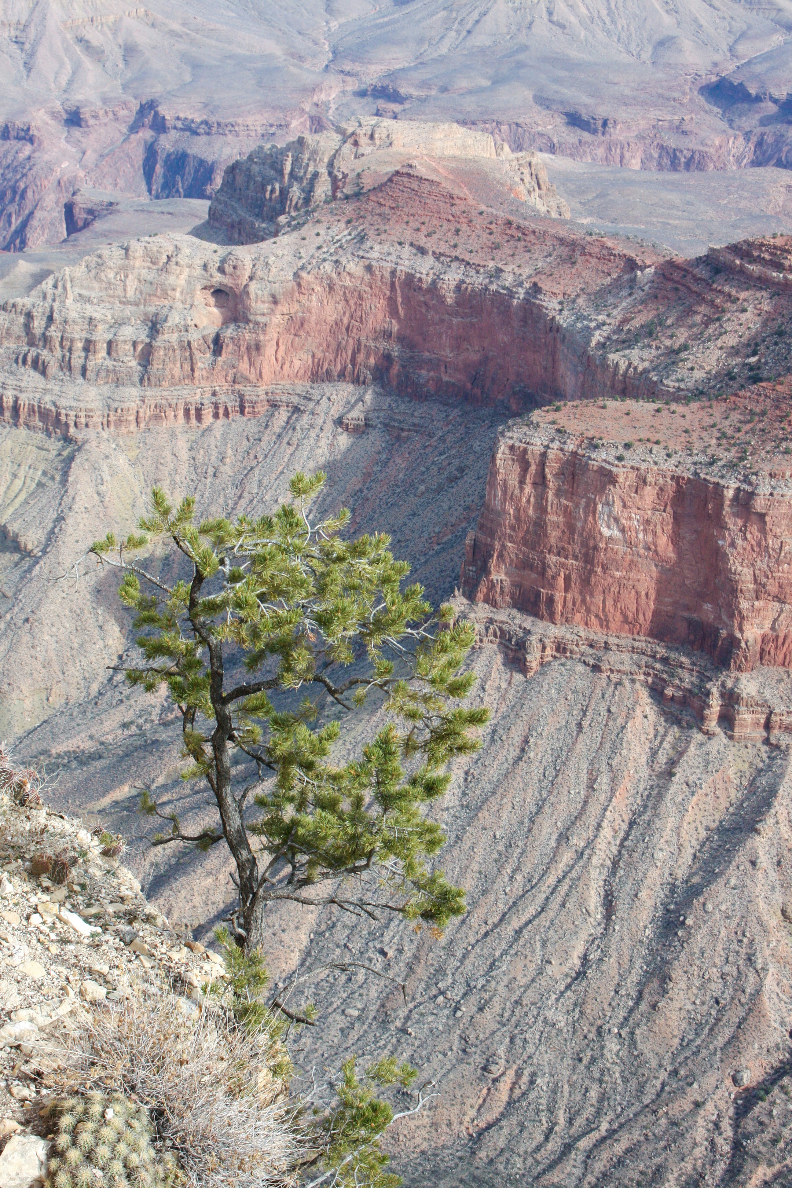  lone juniper against layered canyon walls