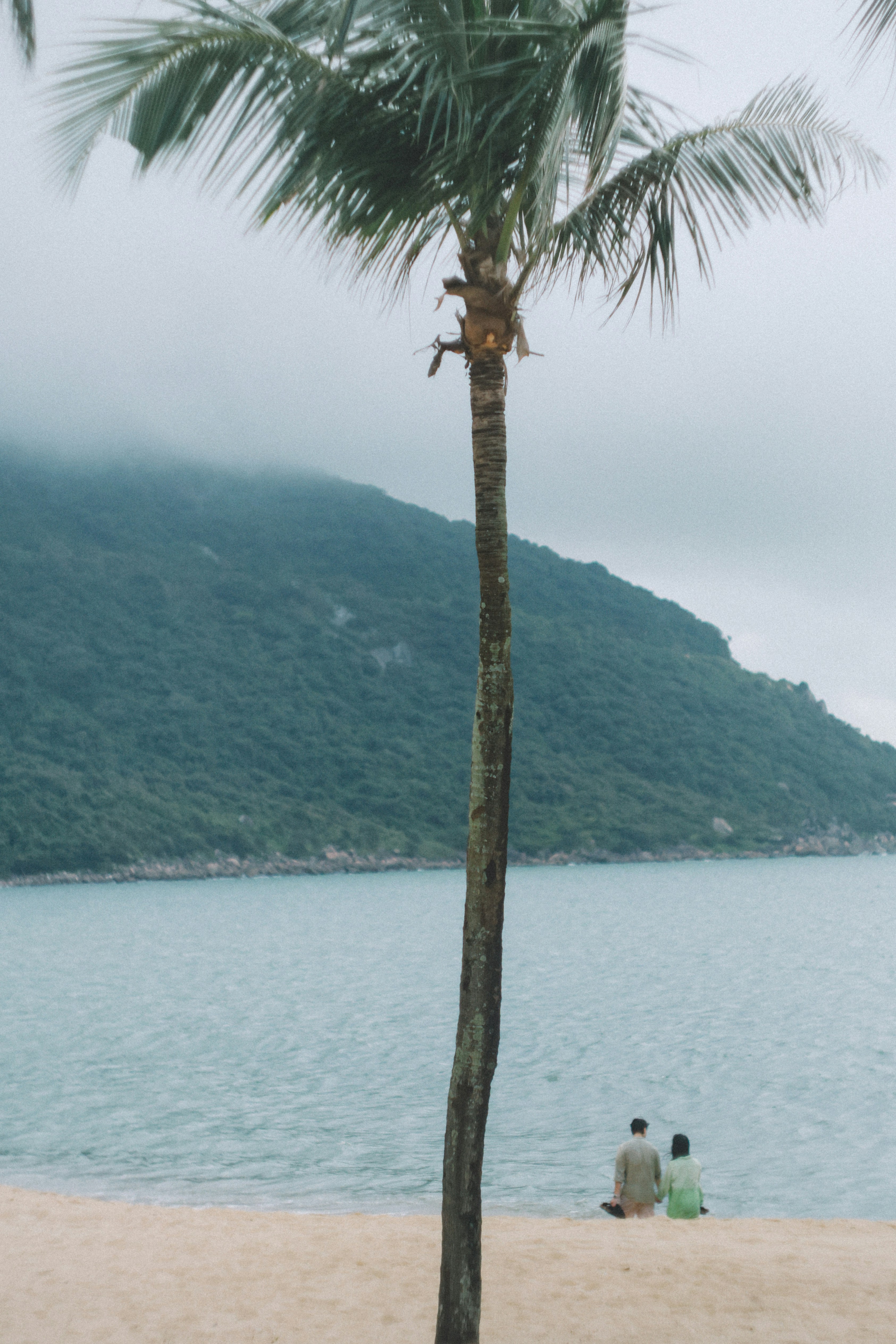 Palm silhouette over tranquil bay: a moment by the shoreline