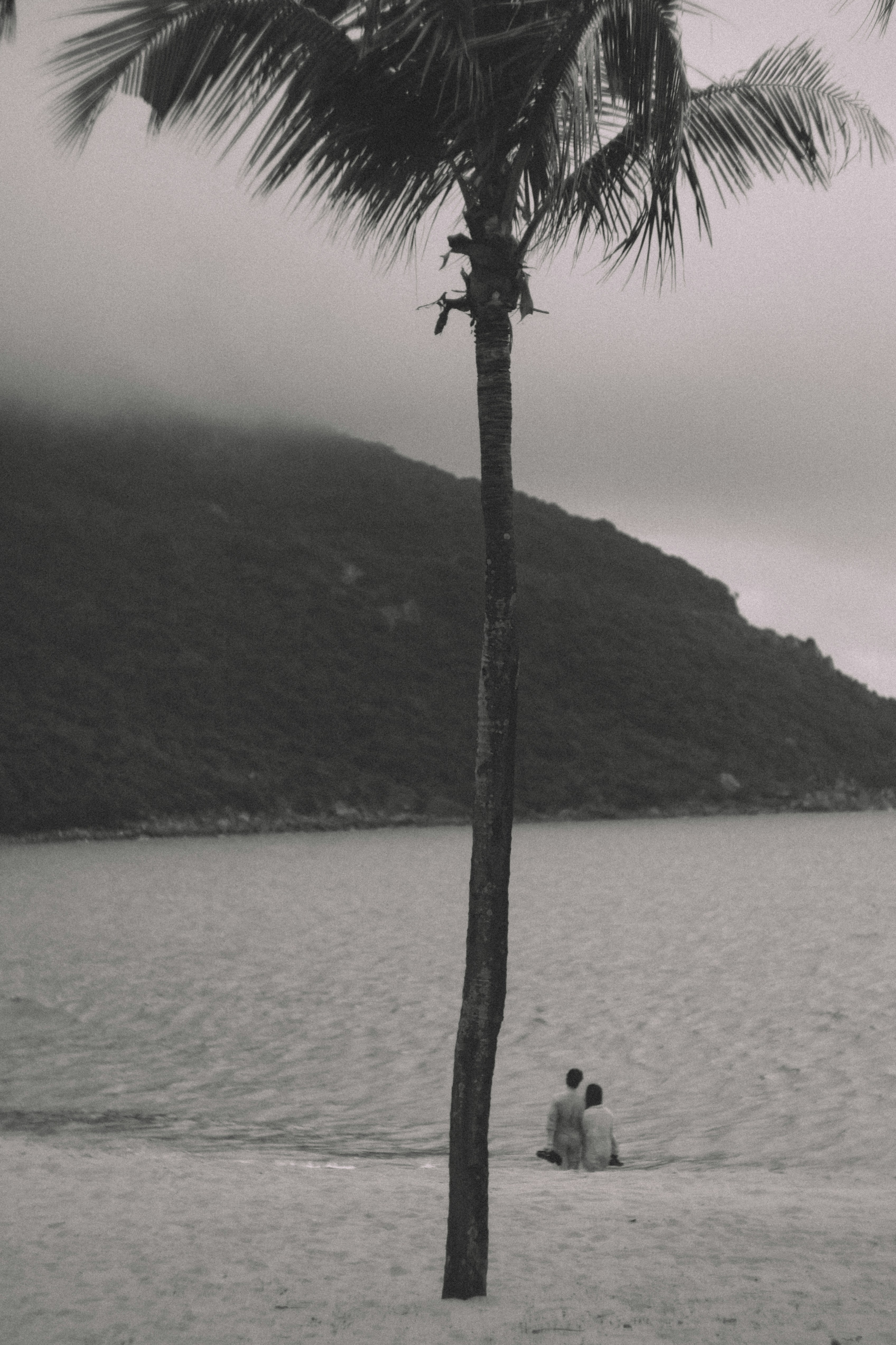 Lonely Palm, Shared Silence on a Shore