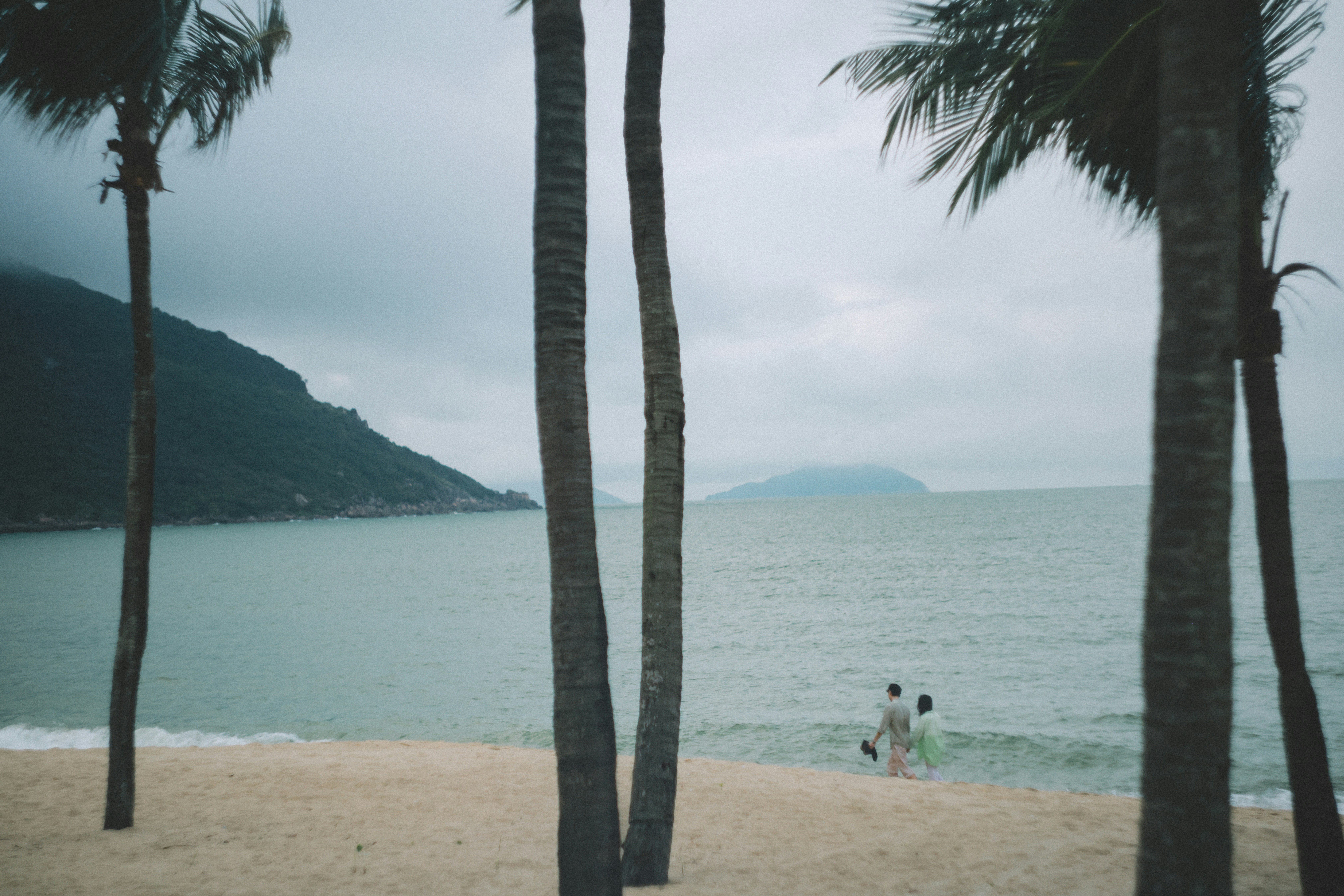 Palm-lined Shoreline: A Quiet Moment by the Sea