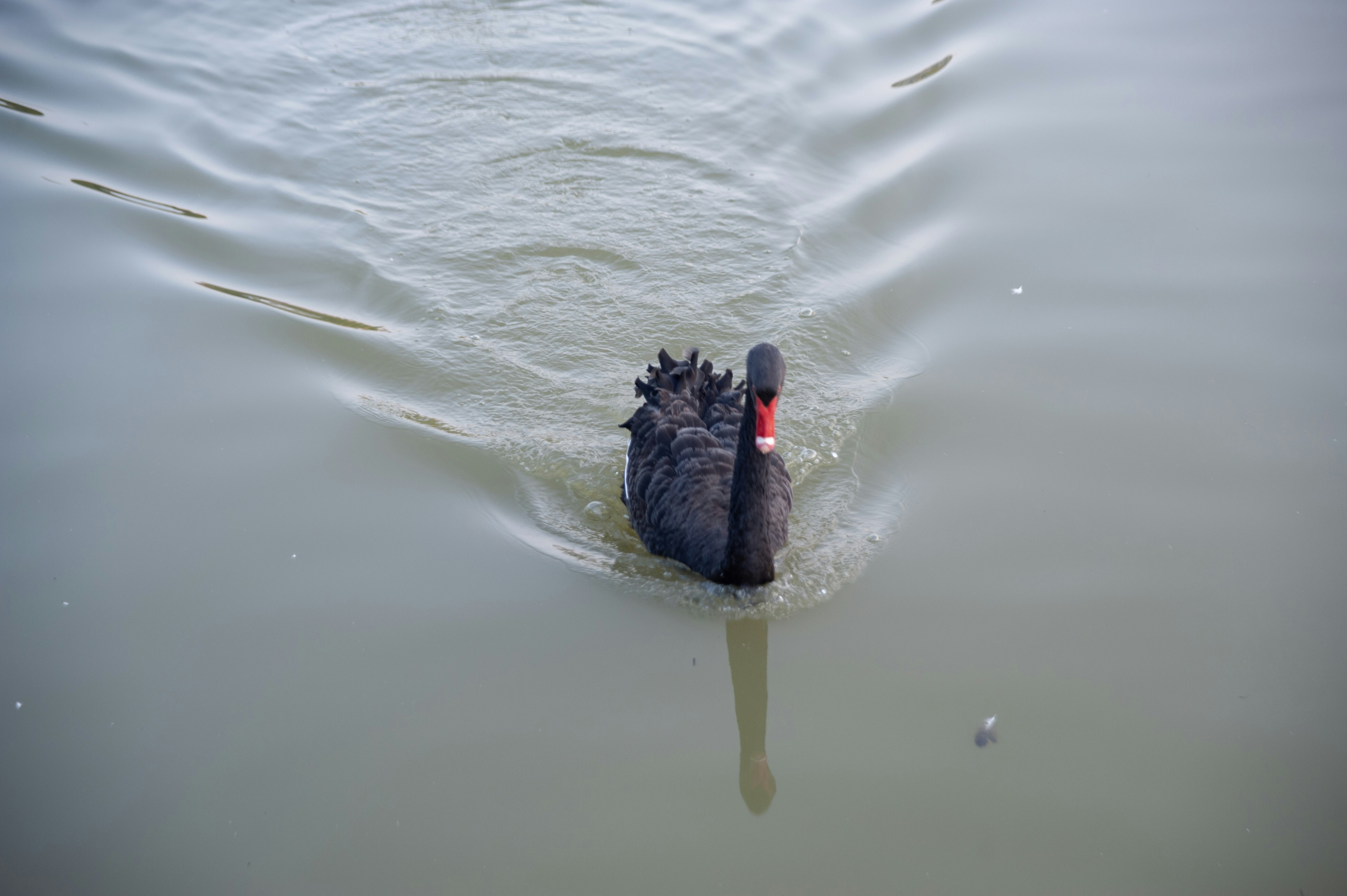A silly black swan.