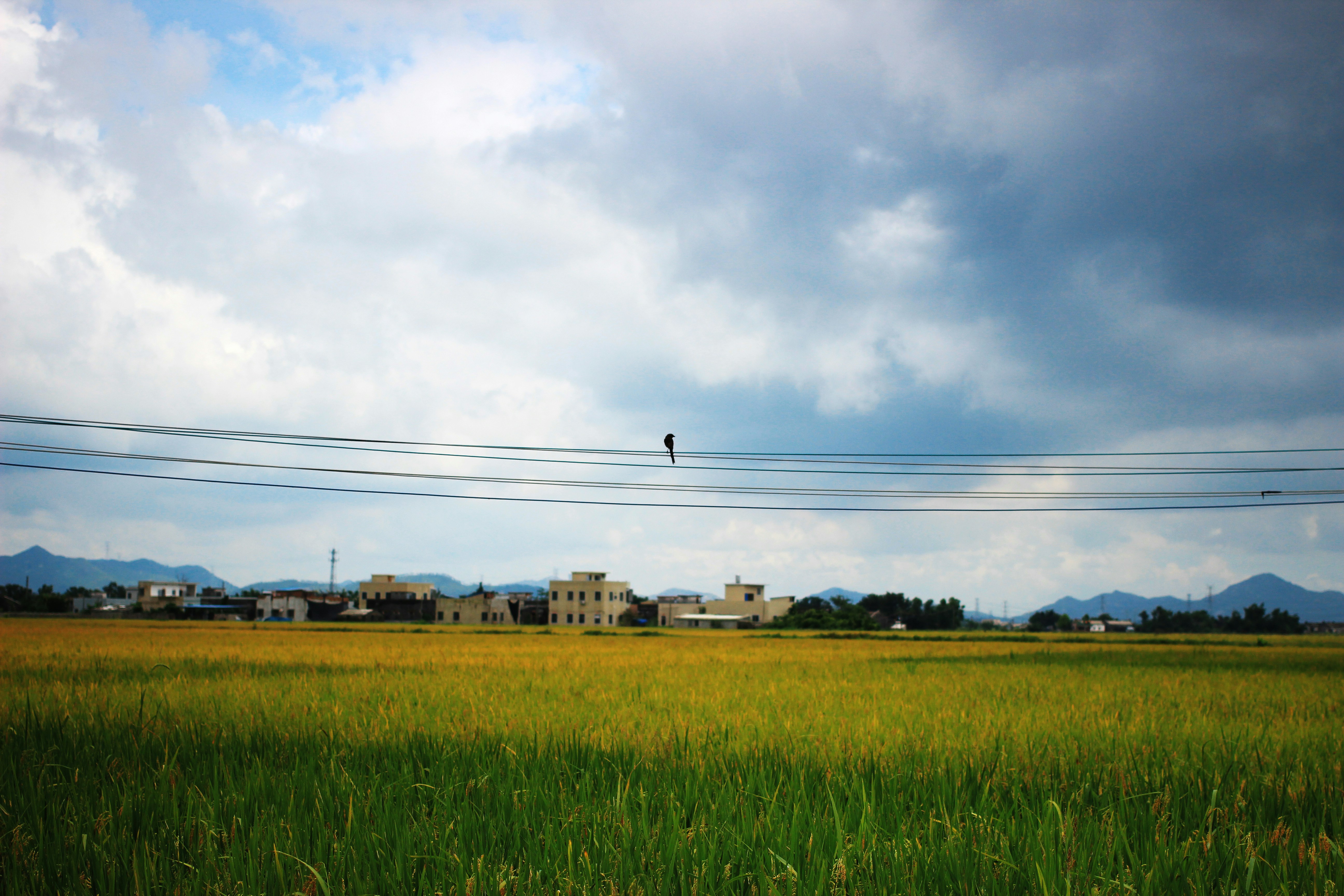 Power Lines Over Golden Fields at Dusk
