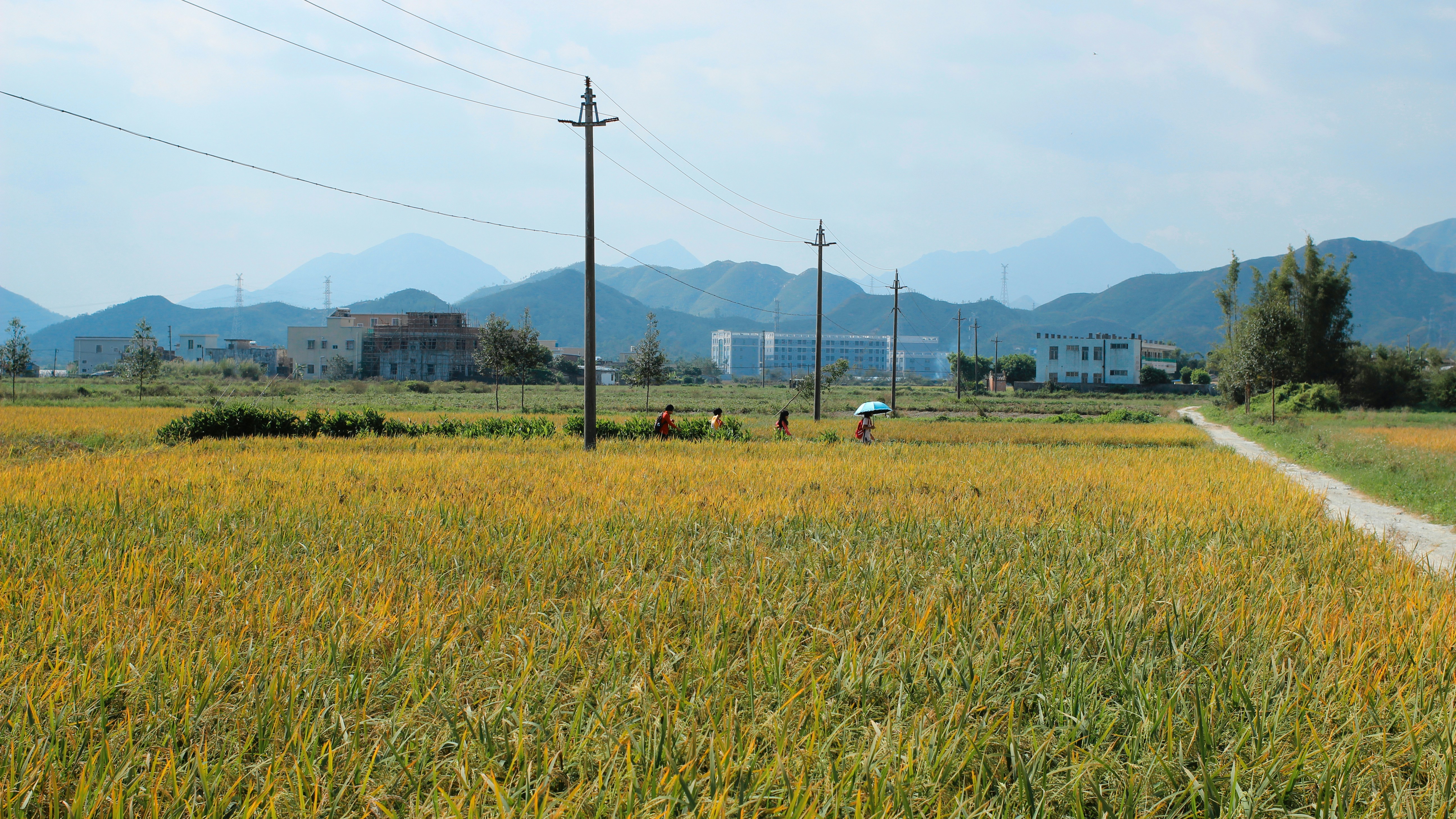 Harvest Road Under Distant Peaks