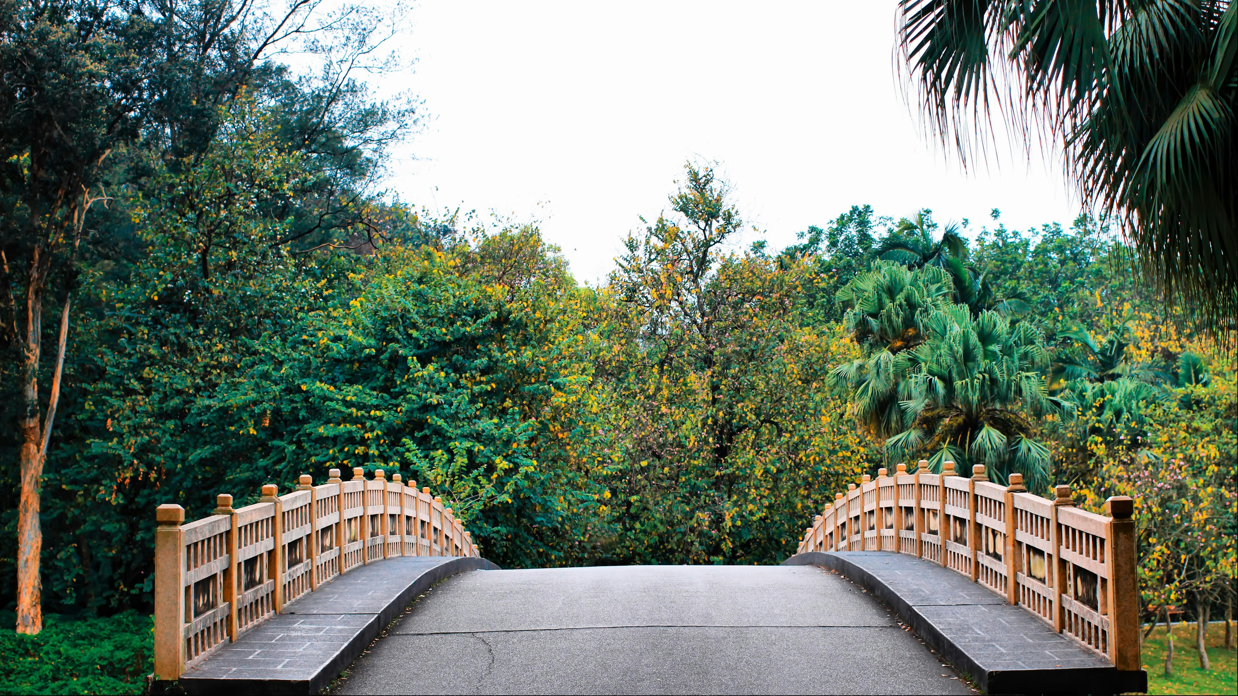 Bridge to the Canopy: A Quiet Arc Over Morning Green