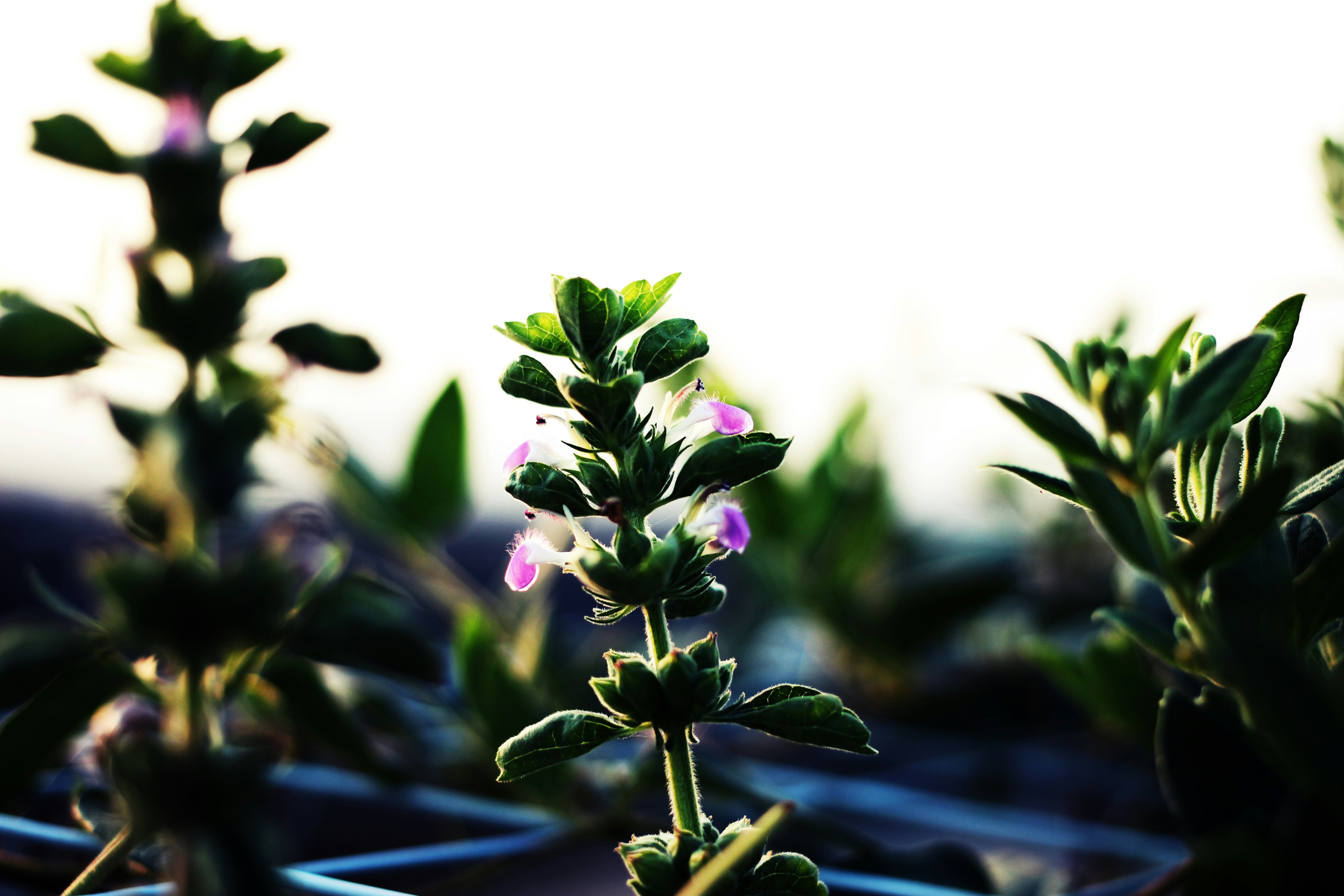 Close-up Bloom: Early-Season Buds Reaching Toward the Light