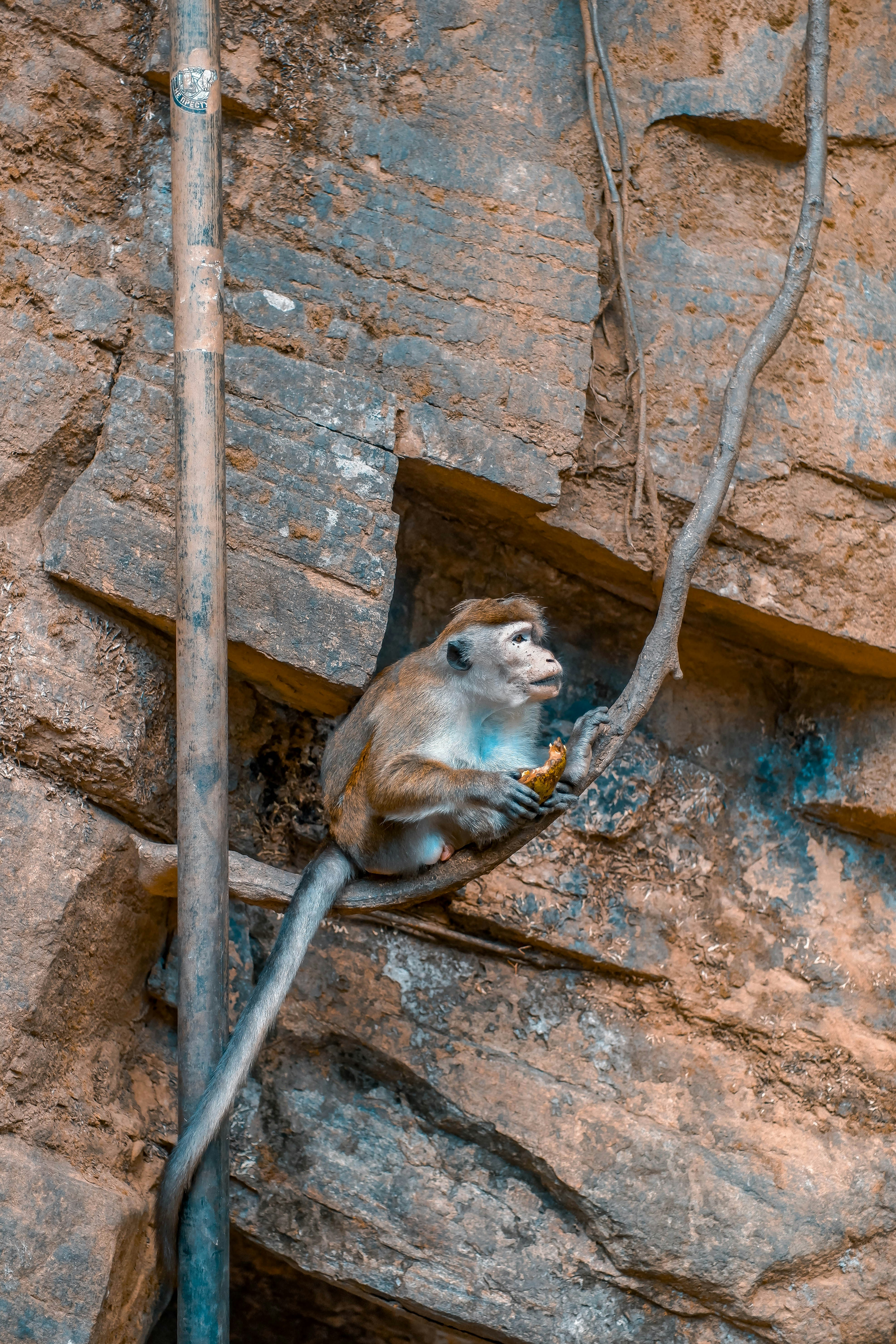 Curious Monkey on a Rock Wall Sampled with Metal Lines