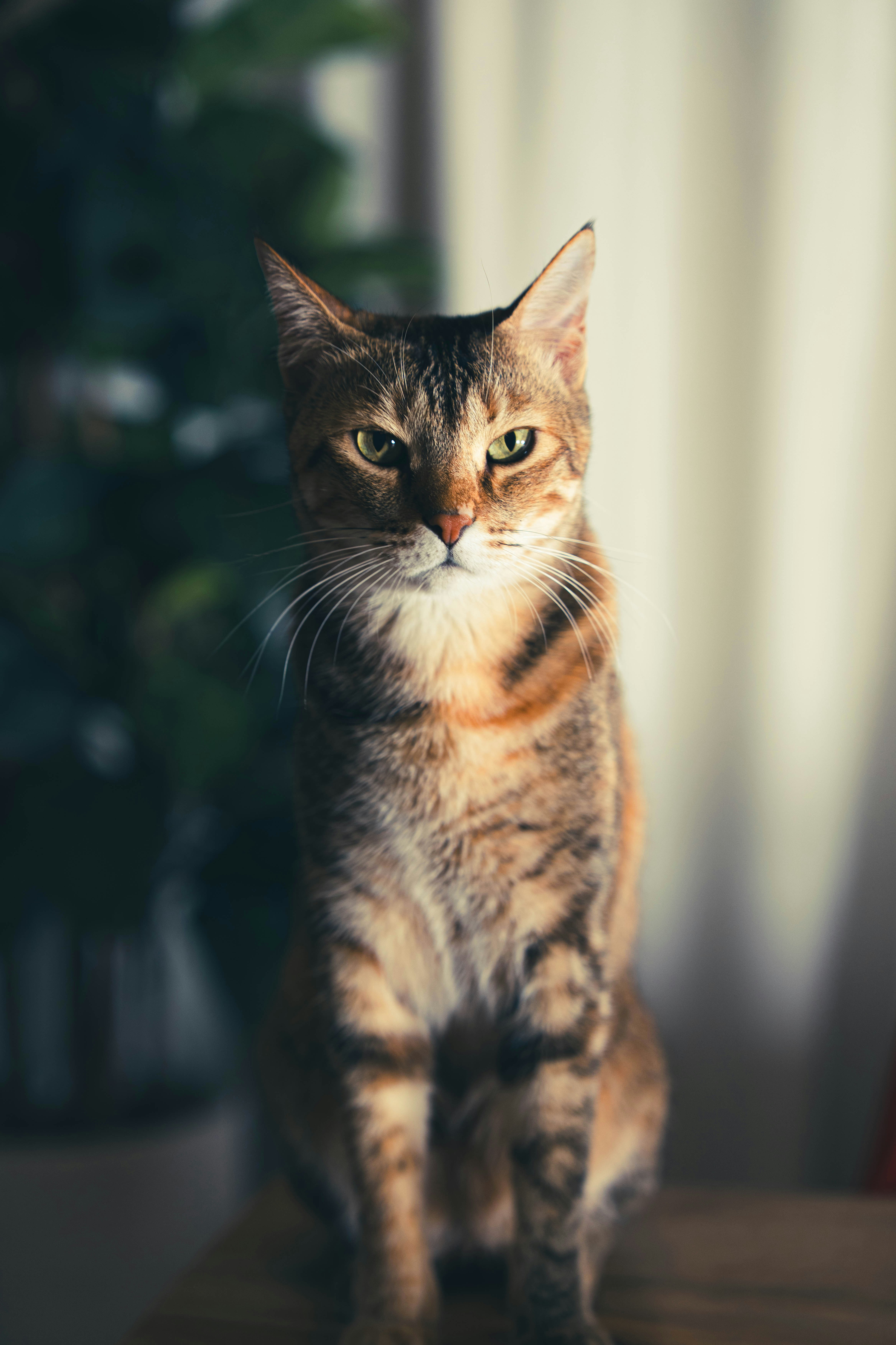 Front-facing tabby cat with strong gaze and natural light, ideal for concepts of attention, curiosity, and presence.