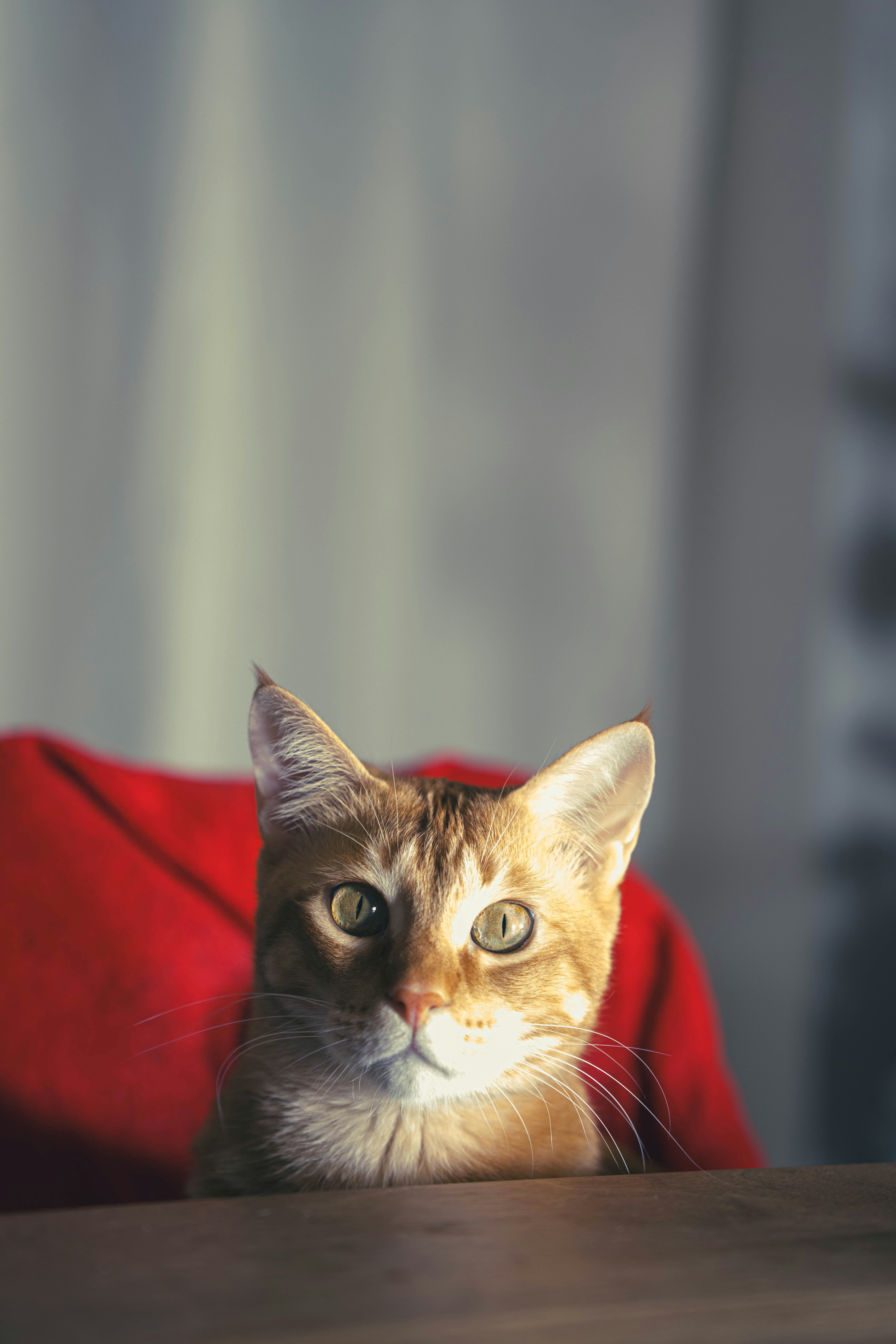 Curious Gaze Across the Table