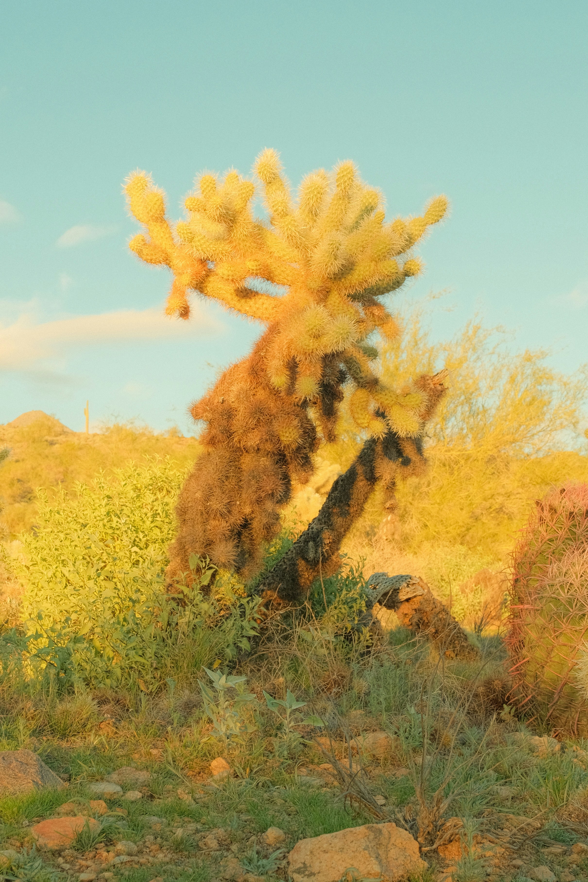 Golden Desert Yucca Stand in Evening Light
