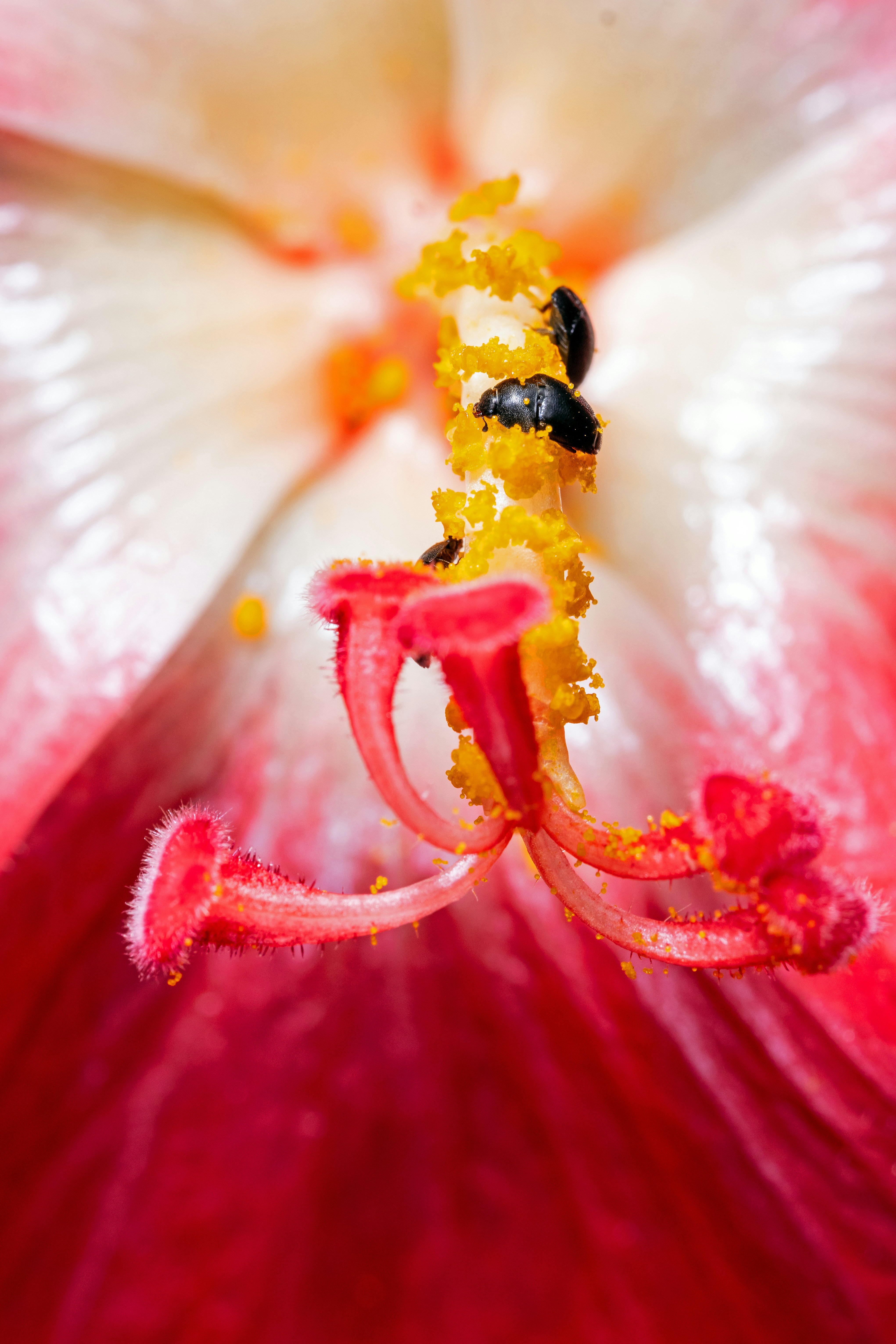 Macro bloom: the pink stamen before a velvet petal backdrop