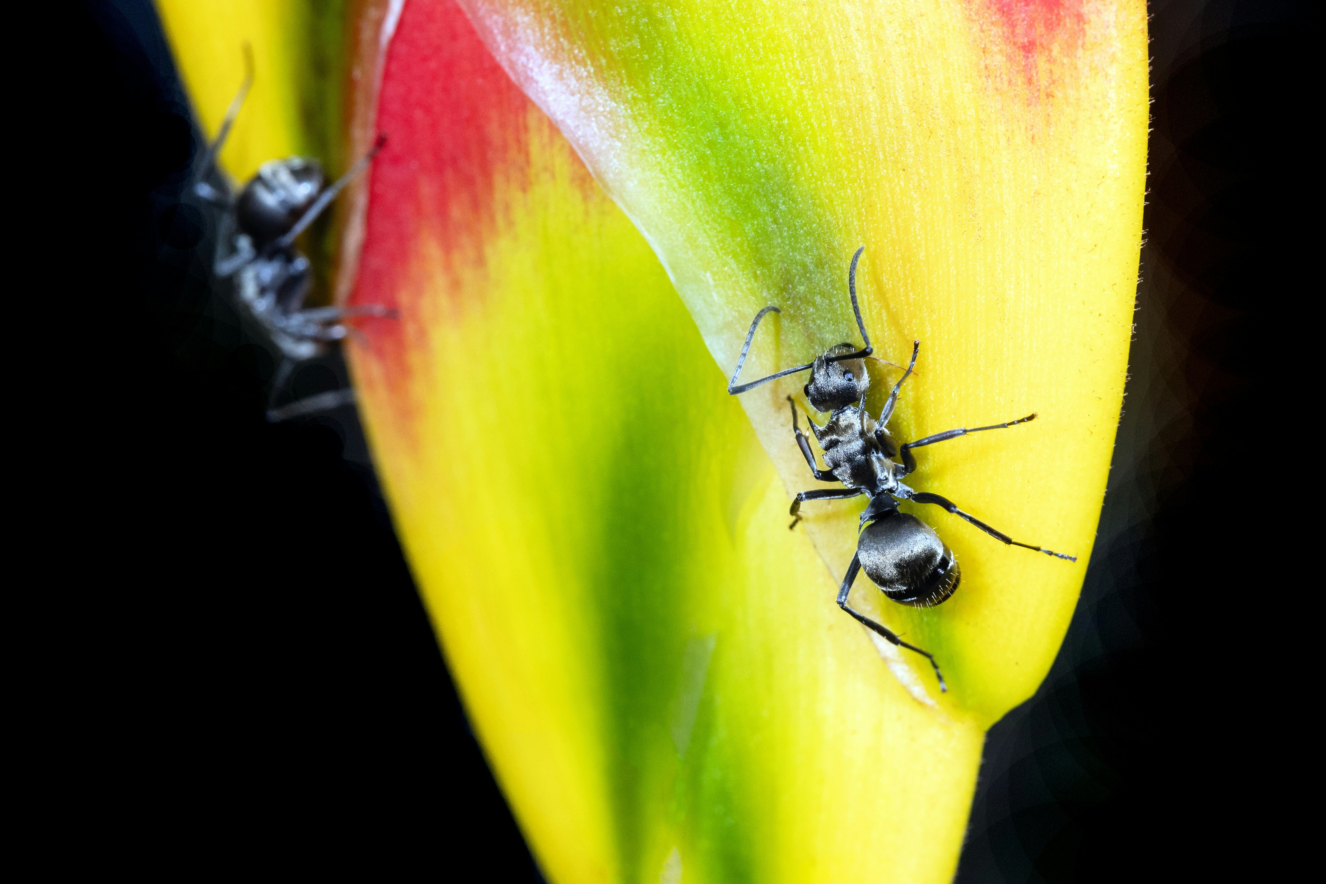 Ant on a Petal: A Macro Encounter with High-Contrast Shadows