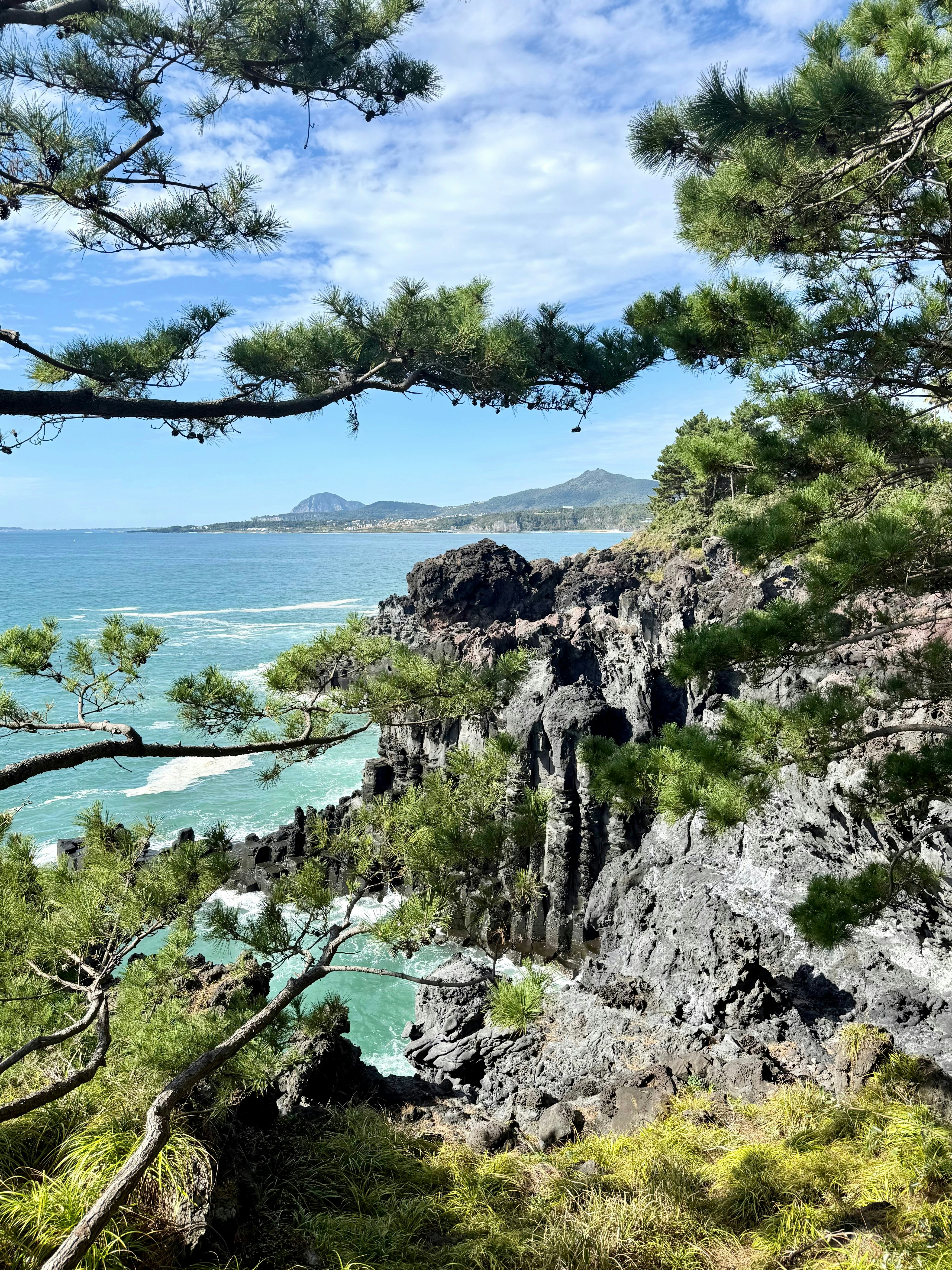 Cliffside Pine Gaze Over Turquoise Waves