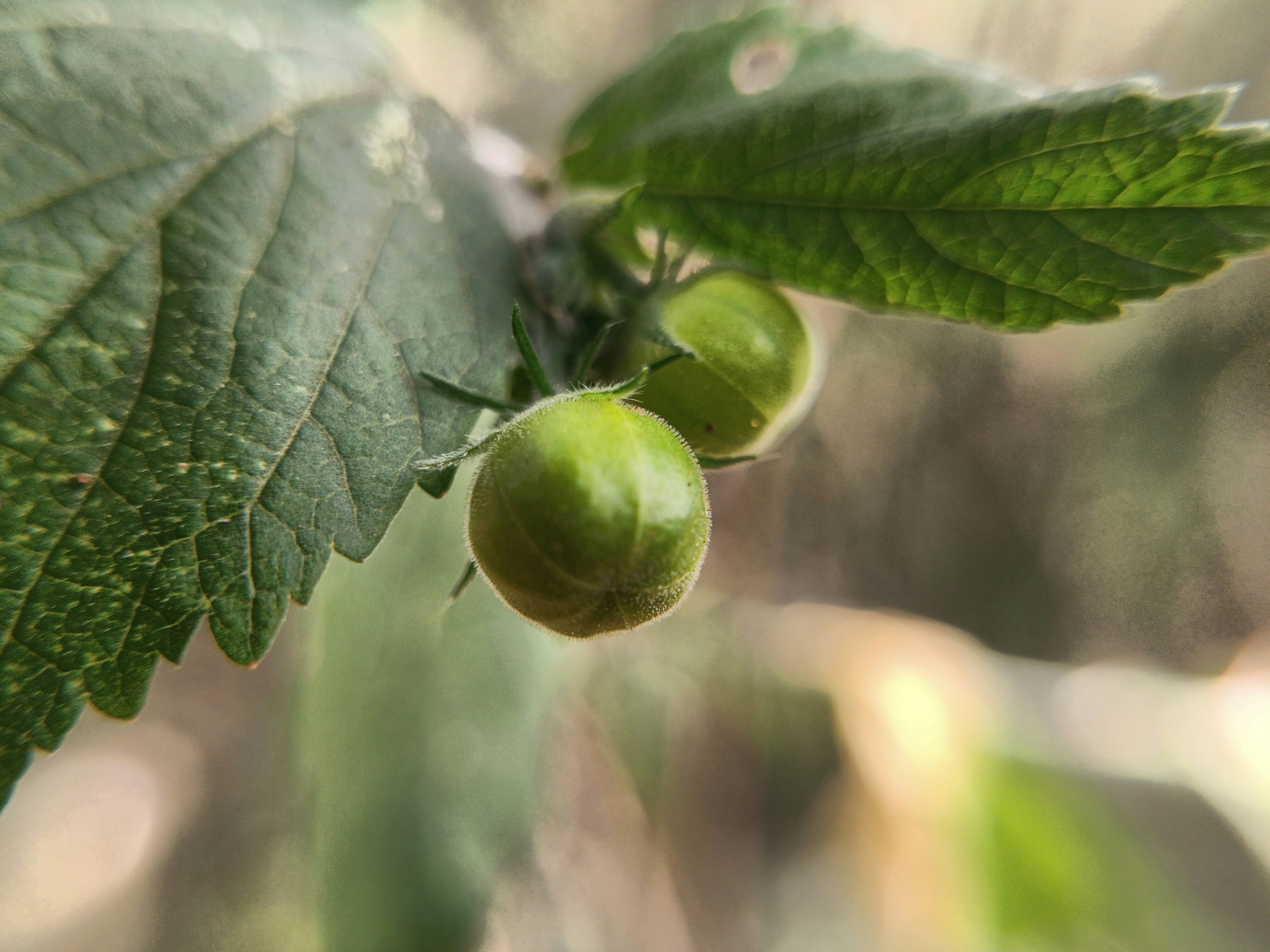 Two small green buds on a plant stem.