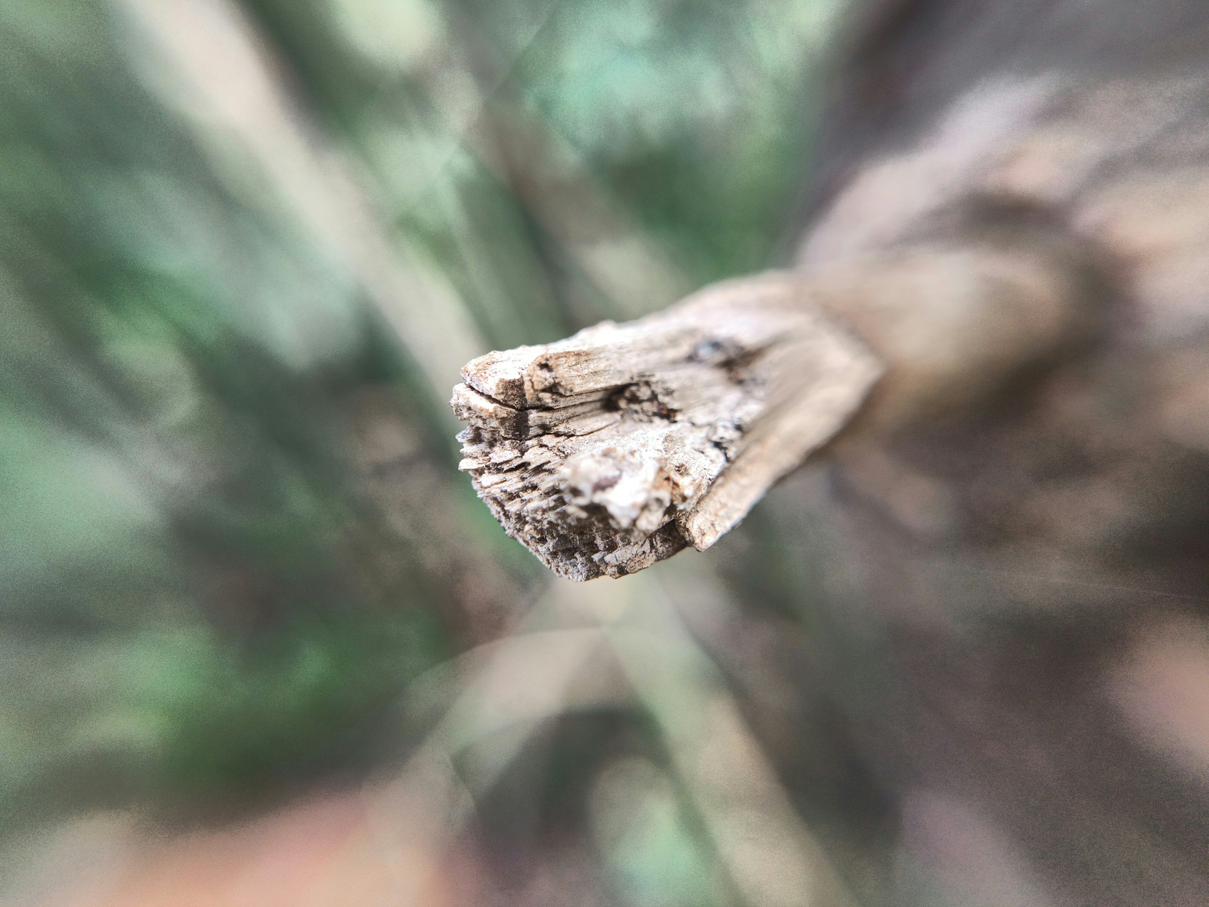 Close-up of a dry twig with blurred green background