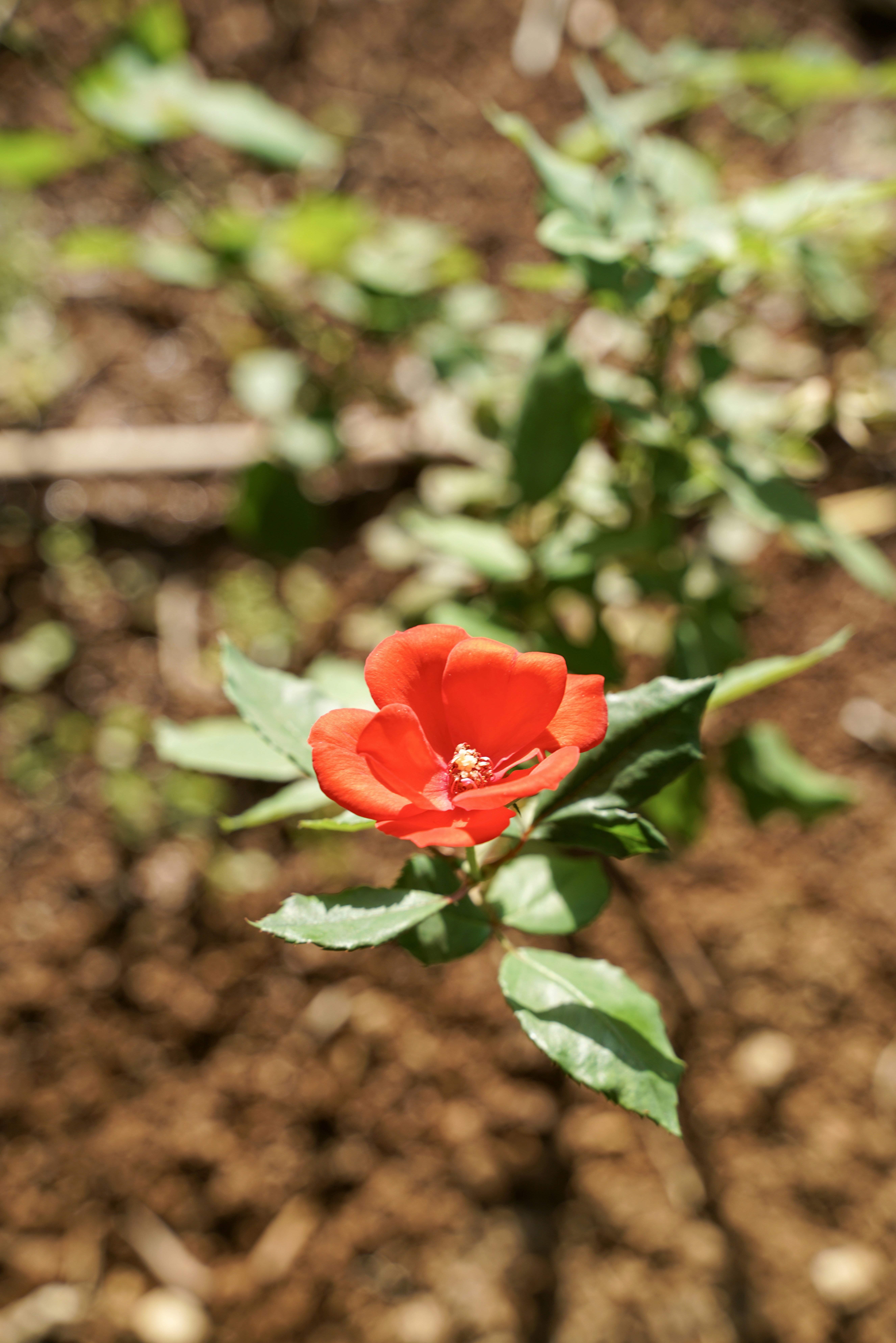 Red bloom in focus: a solitary vivid flower amid garden soil