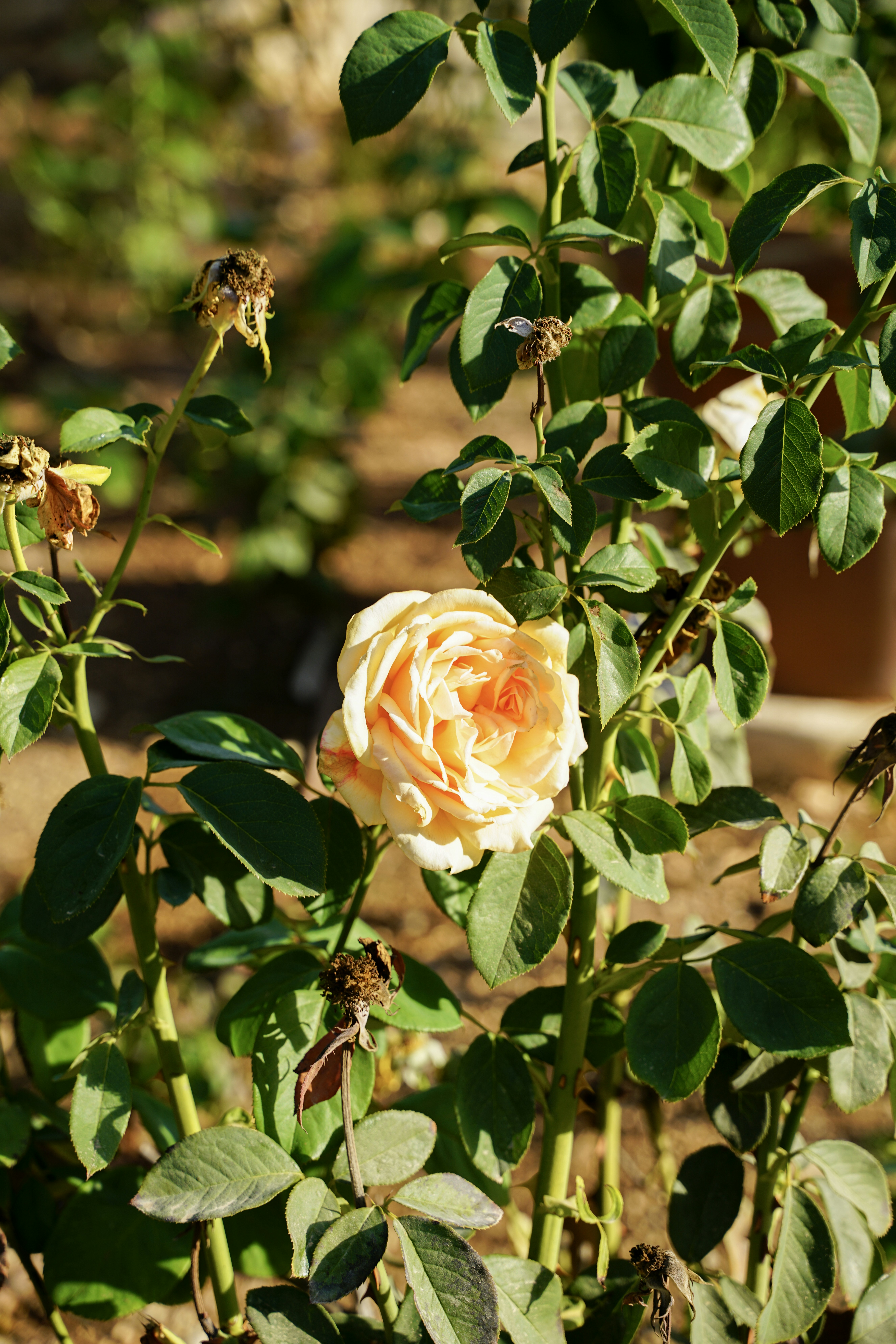 Peach Rose in Sunlit Garden