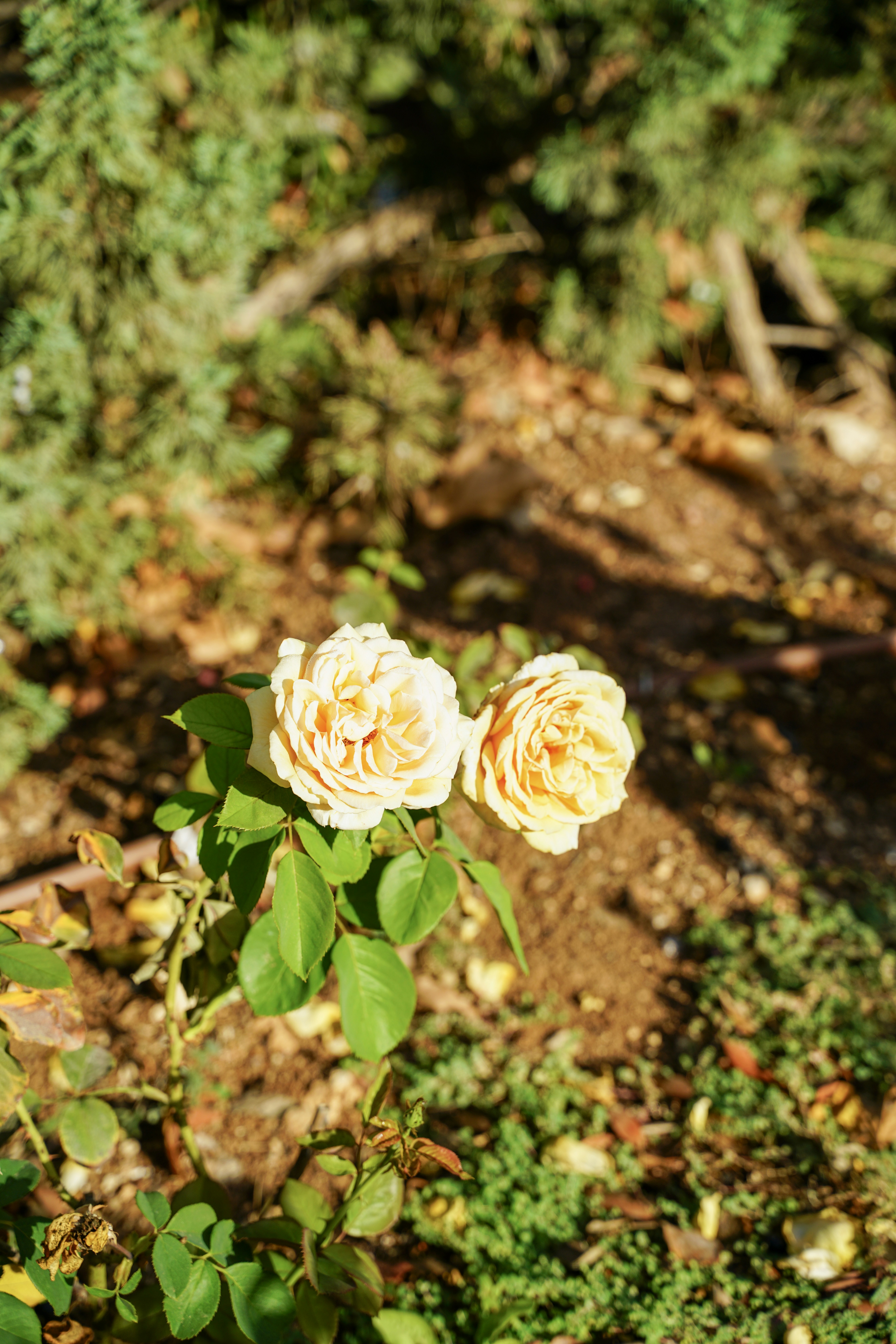 Cream Roses in Focus: A Sunlit Garden Moment
