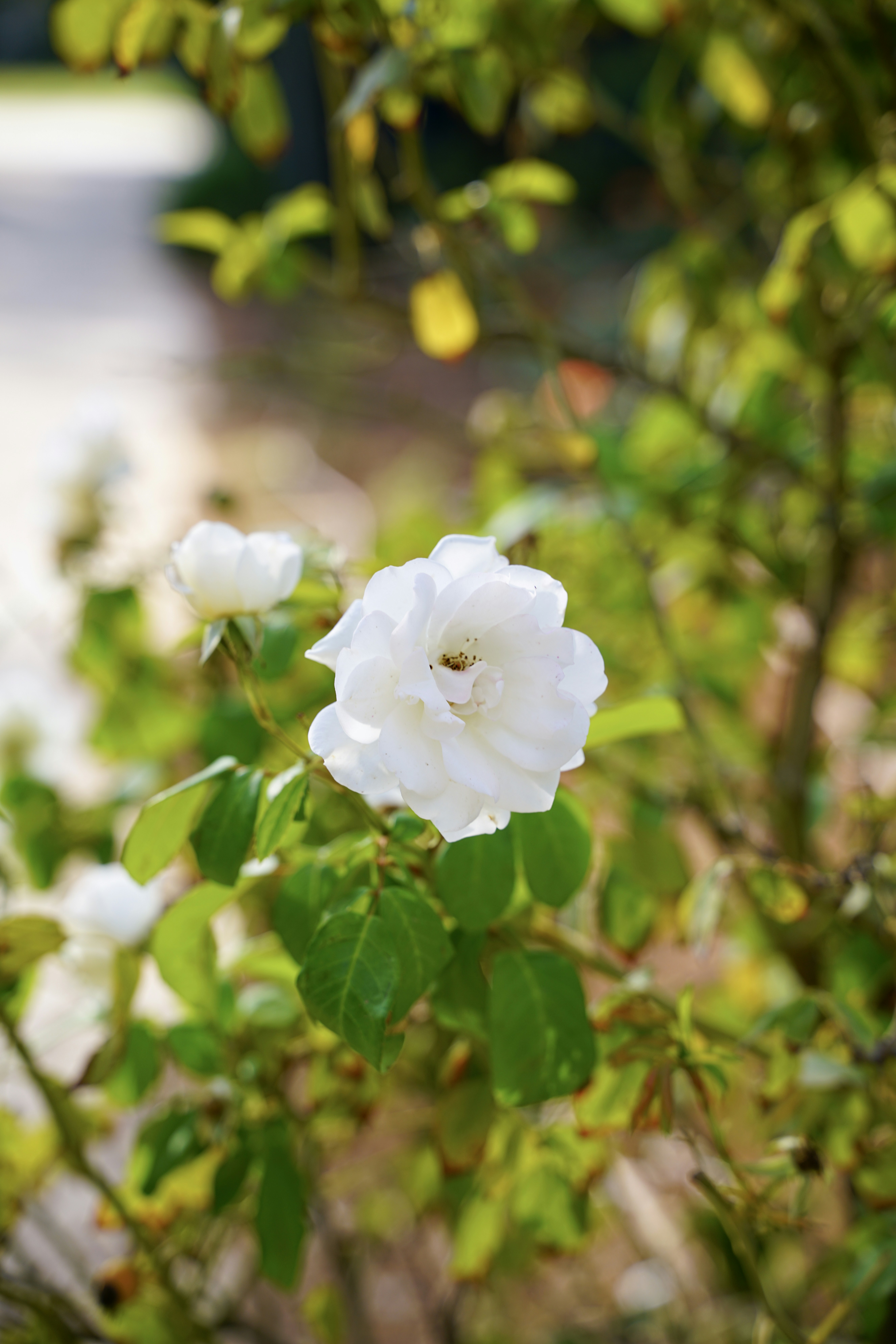 Photo by George 🦅 with Sony Alpha 7R II