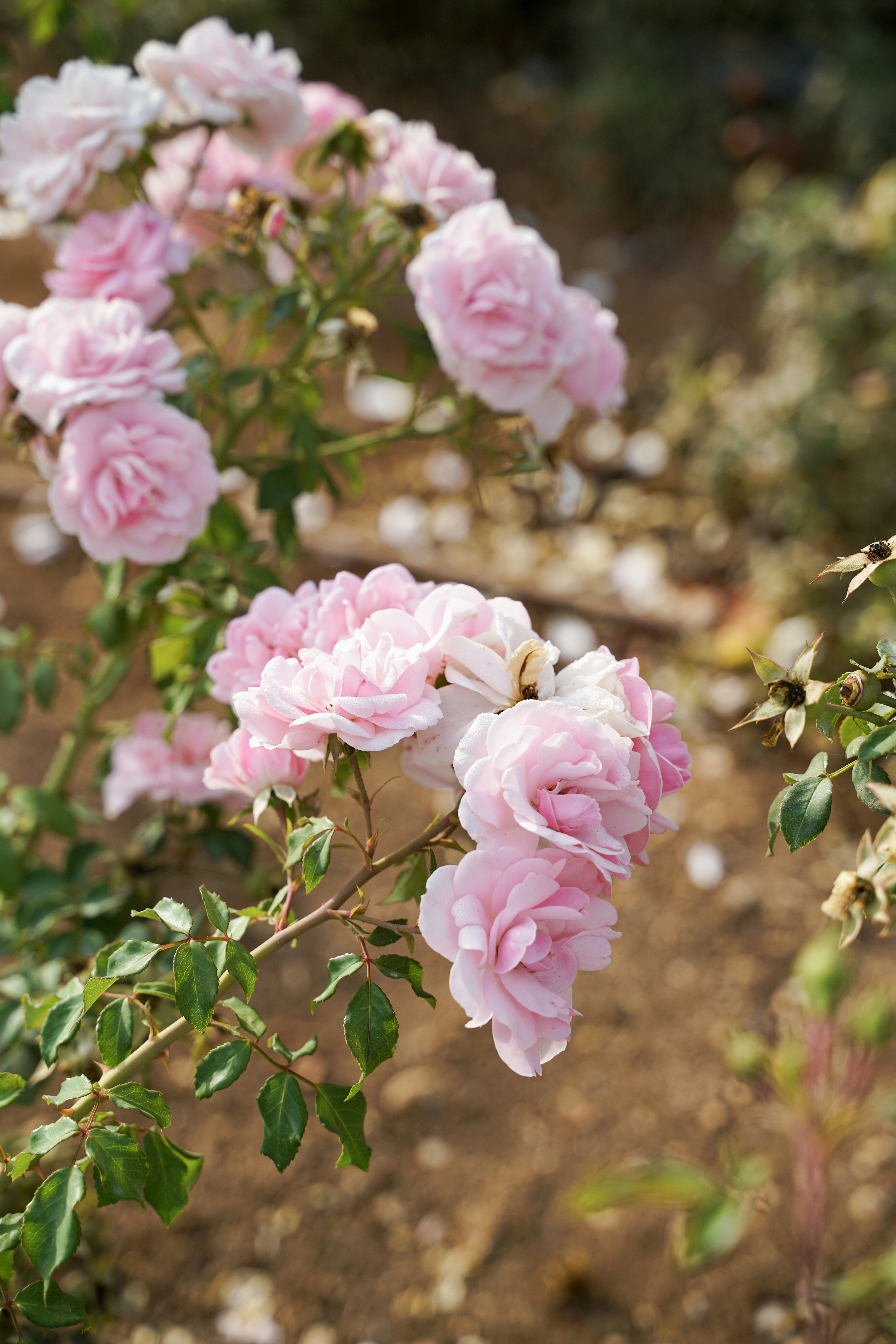 Photo by George 🦅 with Sony Alpha 7R II