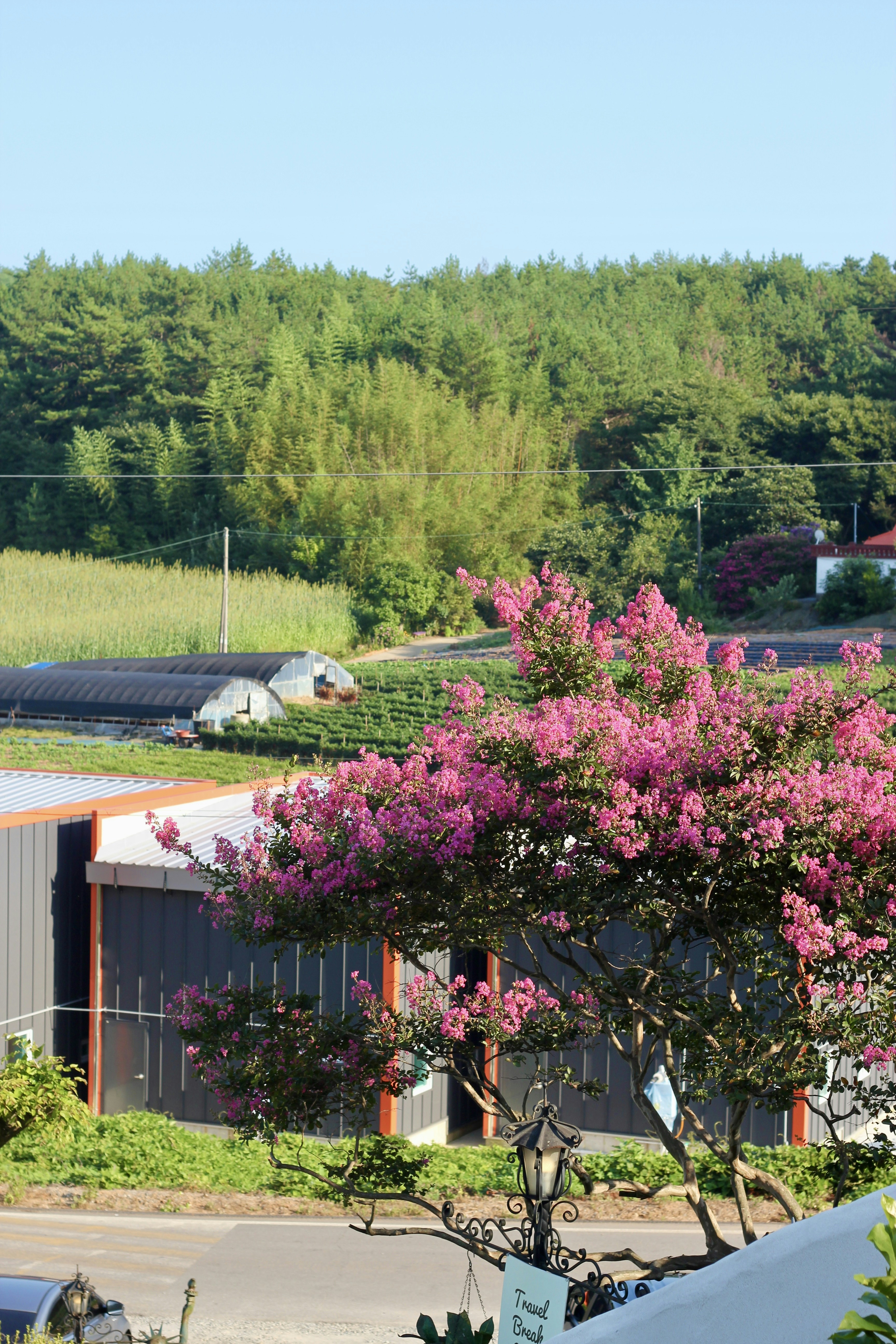Blossom Row by the Industrial Street
