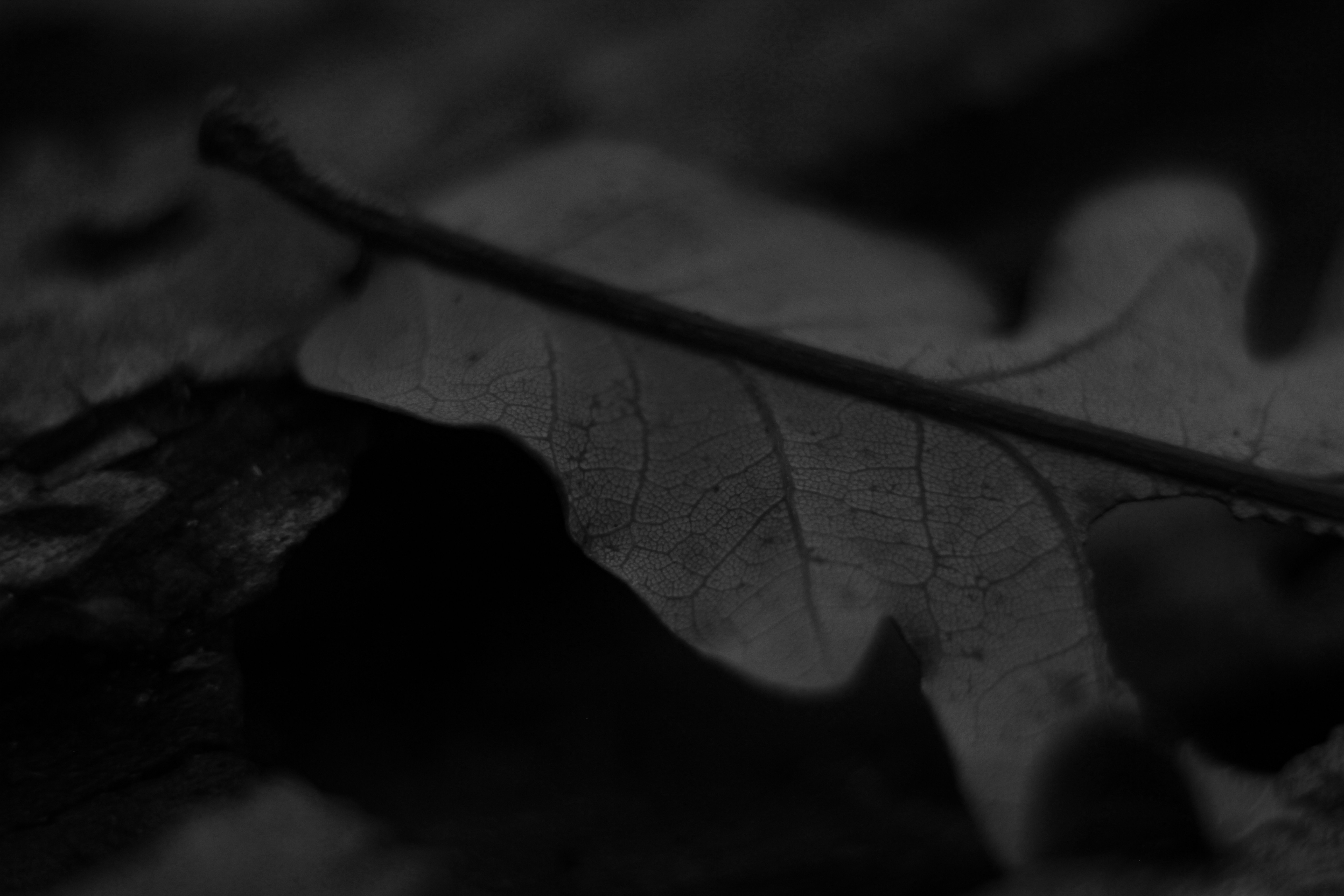A single dry oak leaf with a twig photo – Free Abstract Image on Unsplash