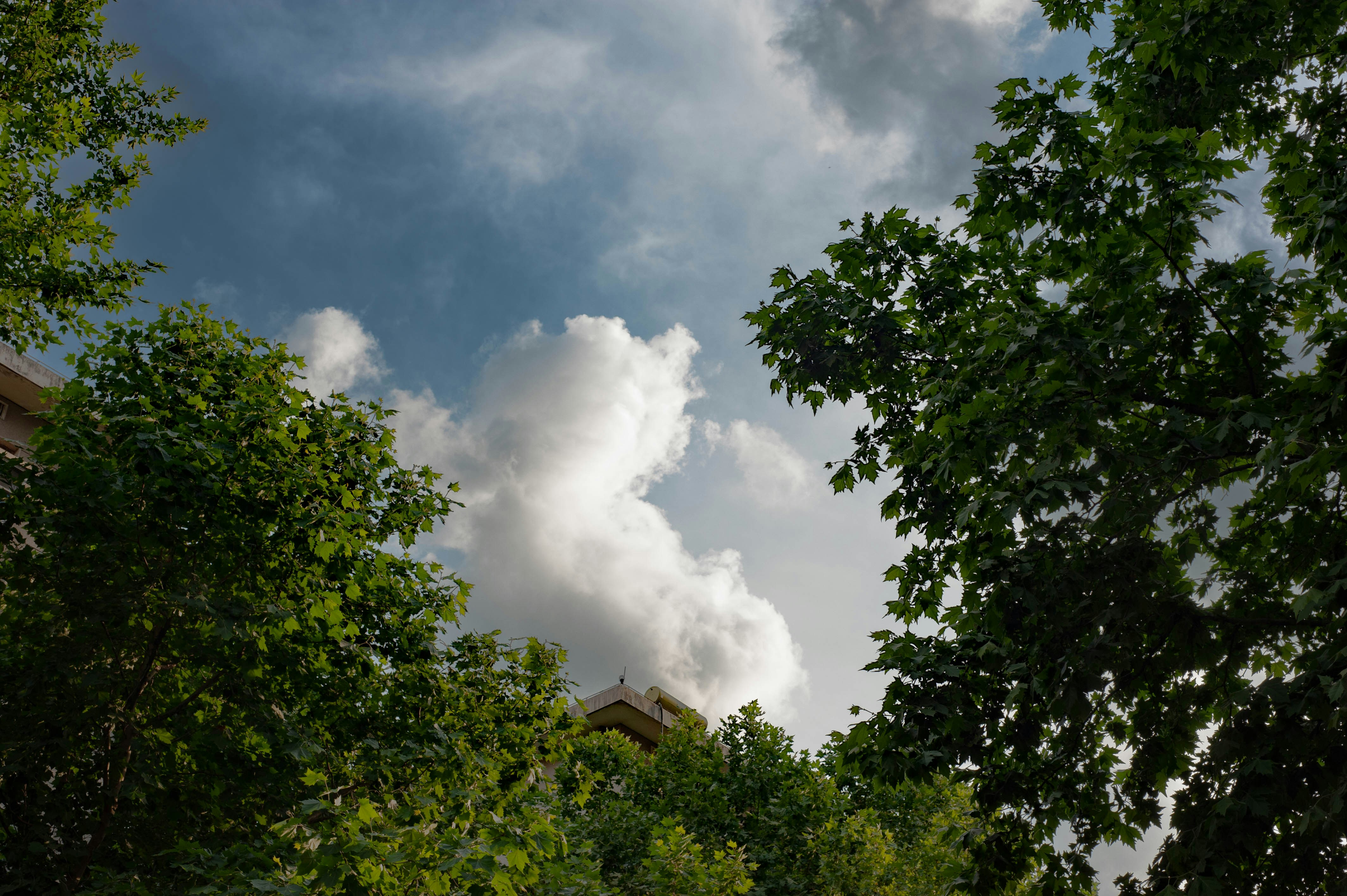 Above the Green Canopy: A Patchwork Sky Over Quiet Foliage
