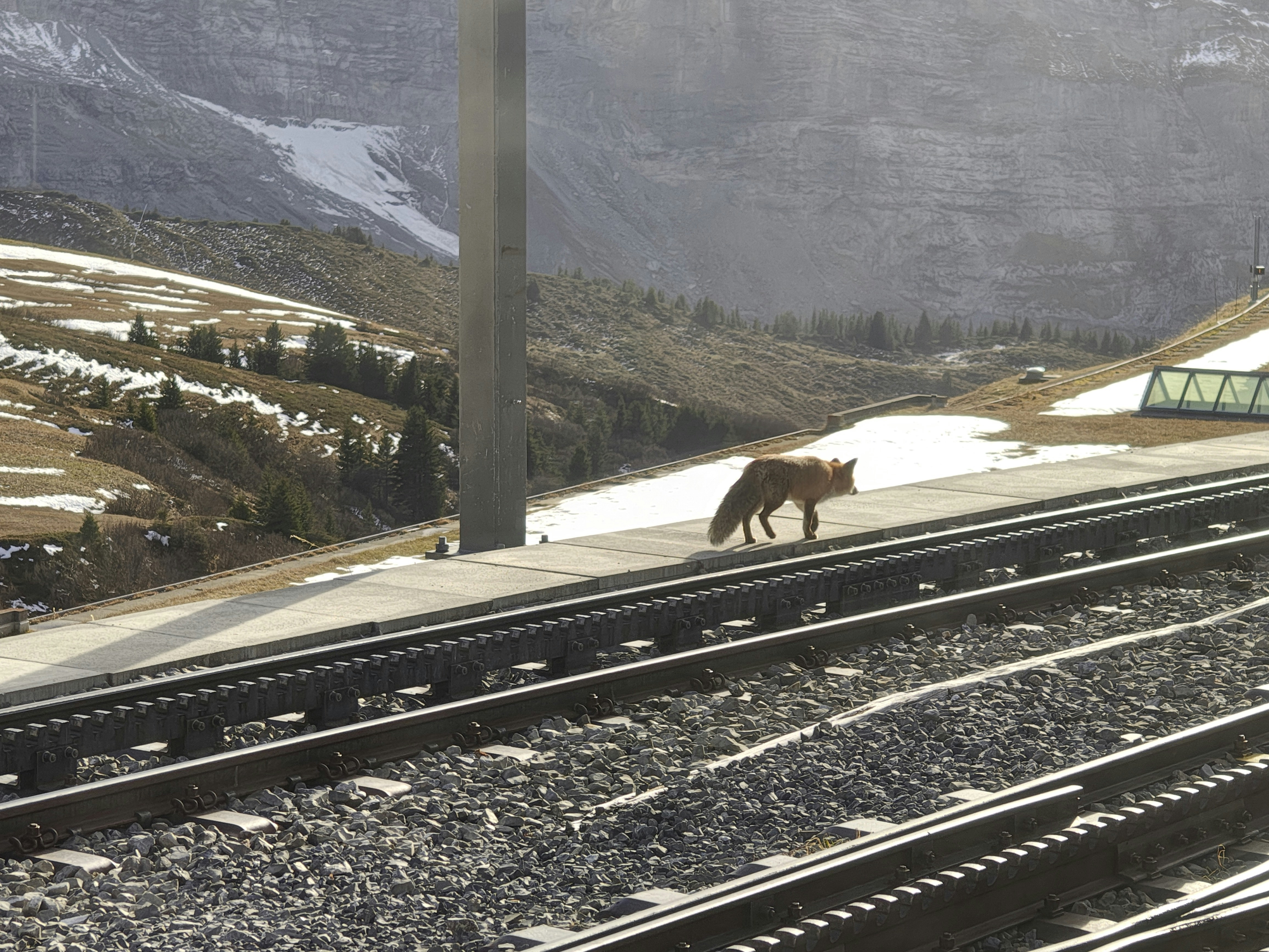 Fox in railroad station in Lauterbrunnen.