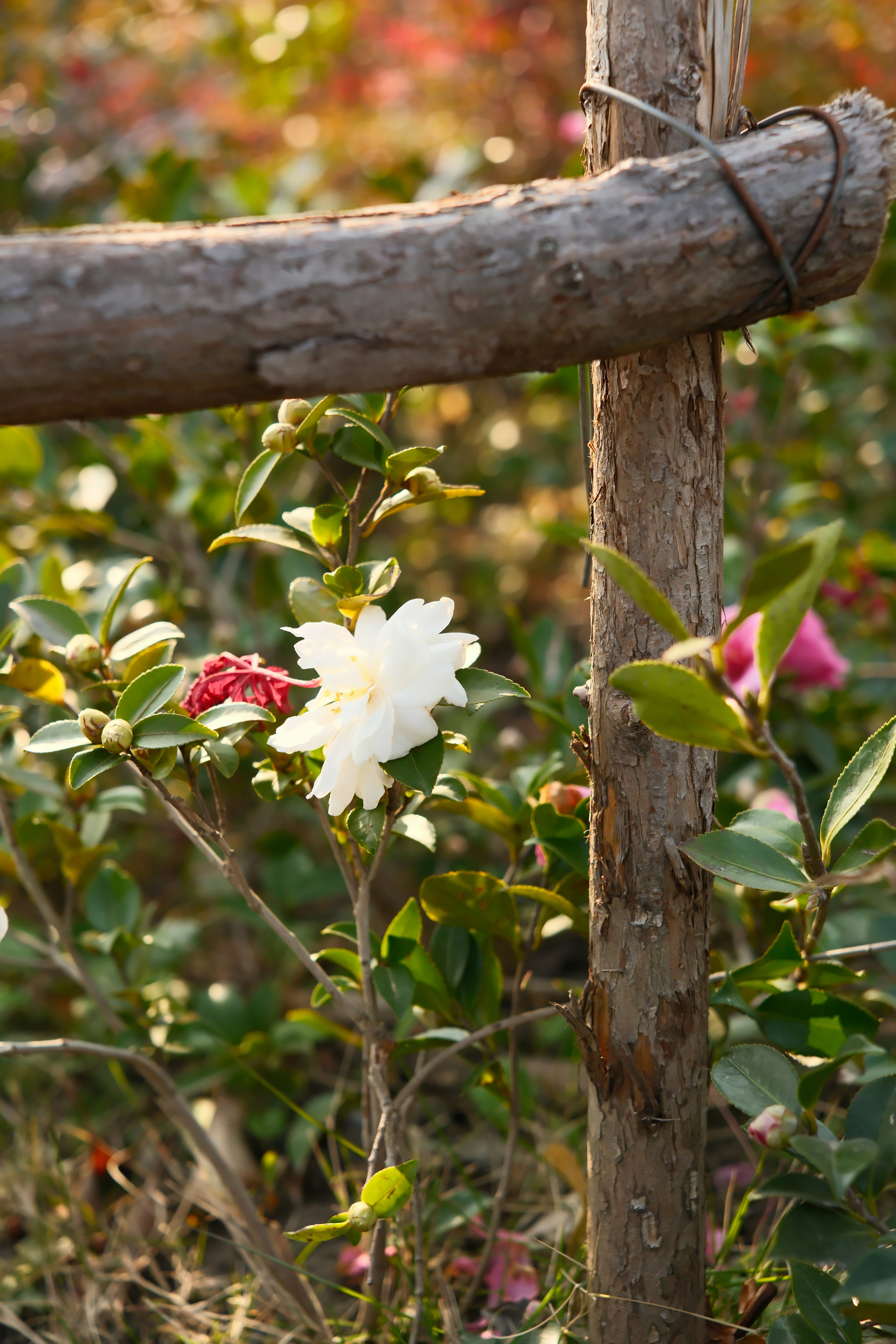 White camellia in a rustic garden trellis embrace